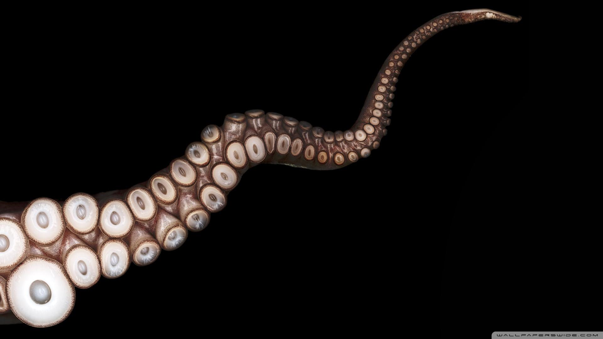 Octopus Desktop Wallpapers - Top Free Octopus Desktop Backgrounds ...