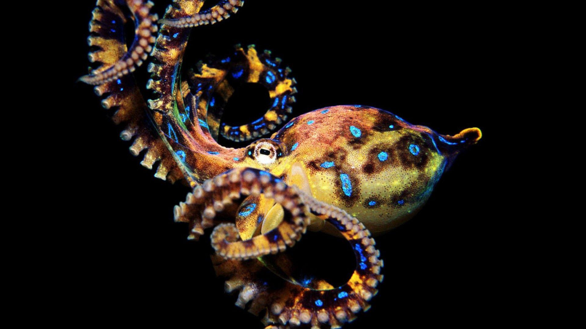 Octopus Desktop Wallpapers - Top Free Octopus Desktop Backgrounds ...