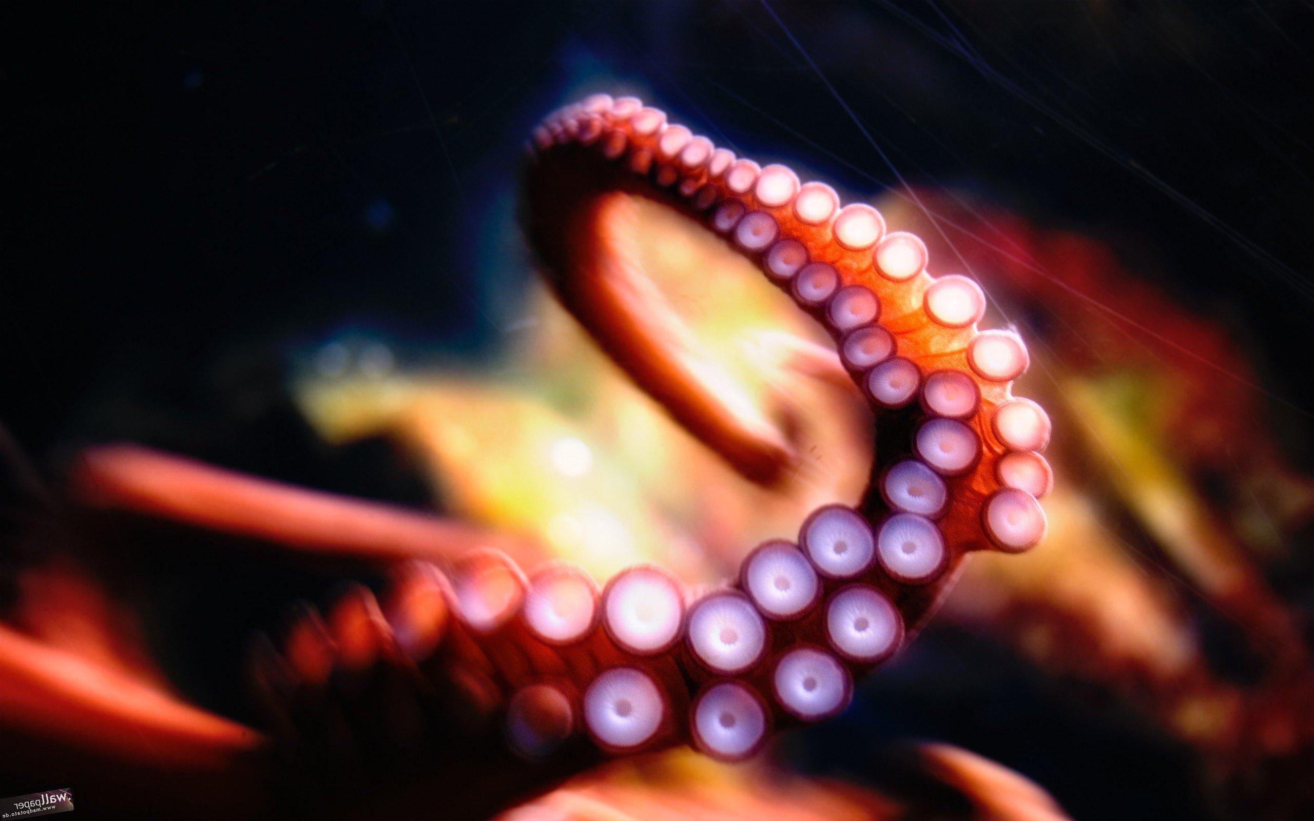 Octopus Desktop Wallpapers - Top Free Octopus Desktop Backgrounds ...