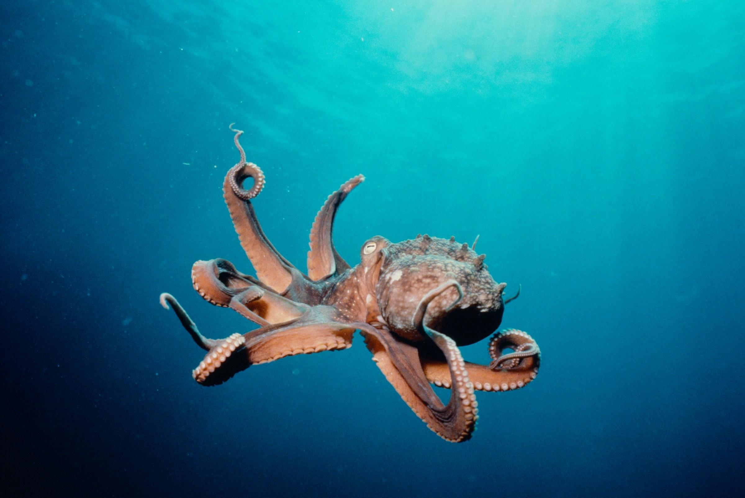 Octopus Desktop Wallpapers - Top Free Octopus Desktop Backgrounds ...
