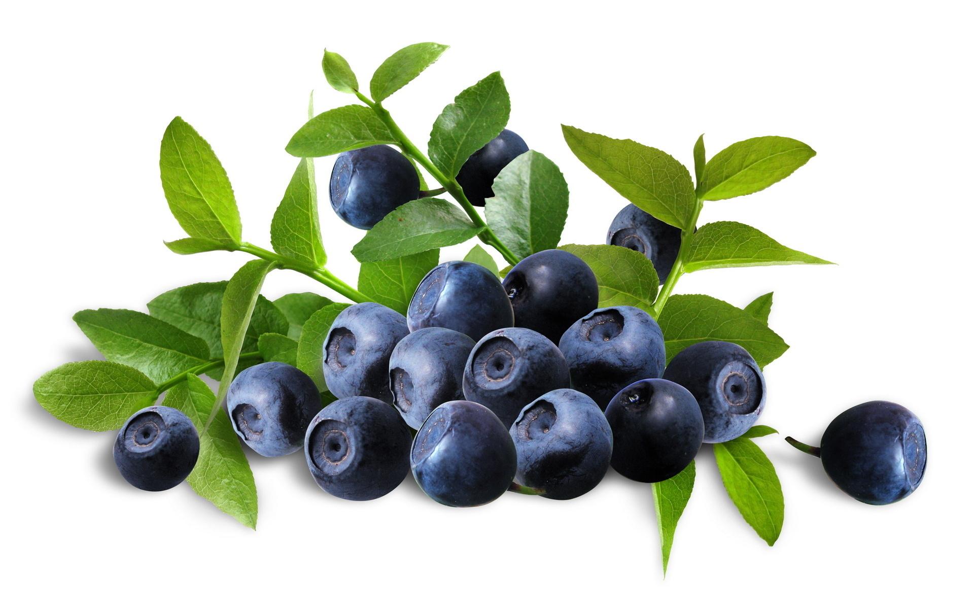 Blueberry HD Wallpapers - Top Free Blueberry HD Backgrounds ...
