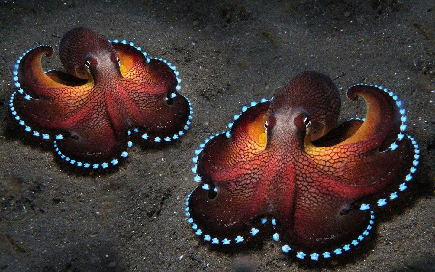 Octopus Desktop Wallpapers - Top Free Octopus Desktop Backgrounds ...