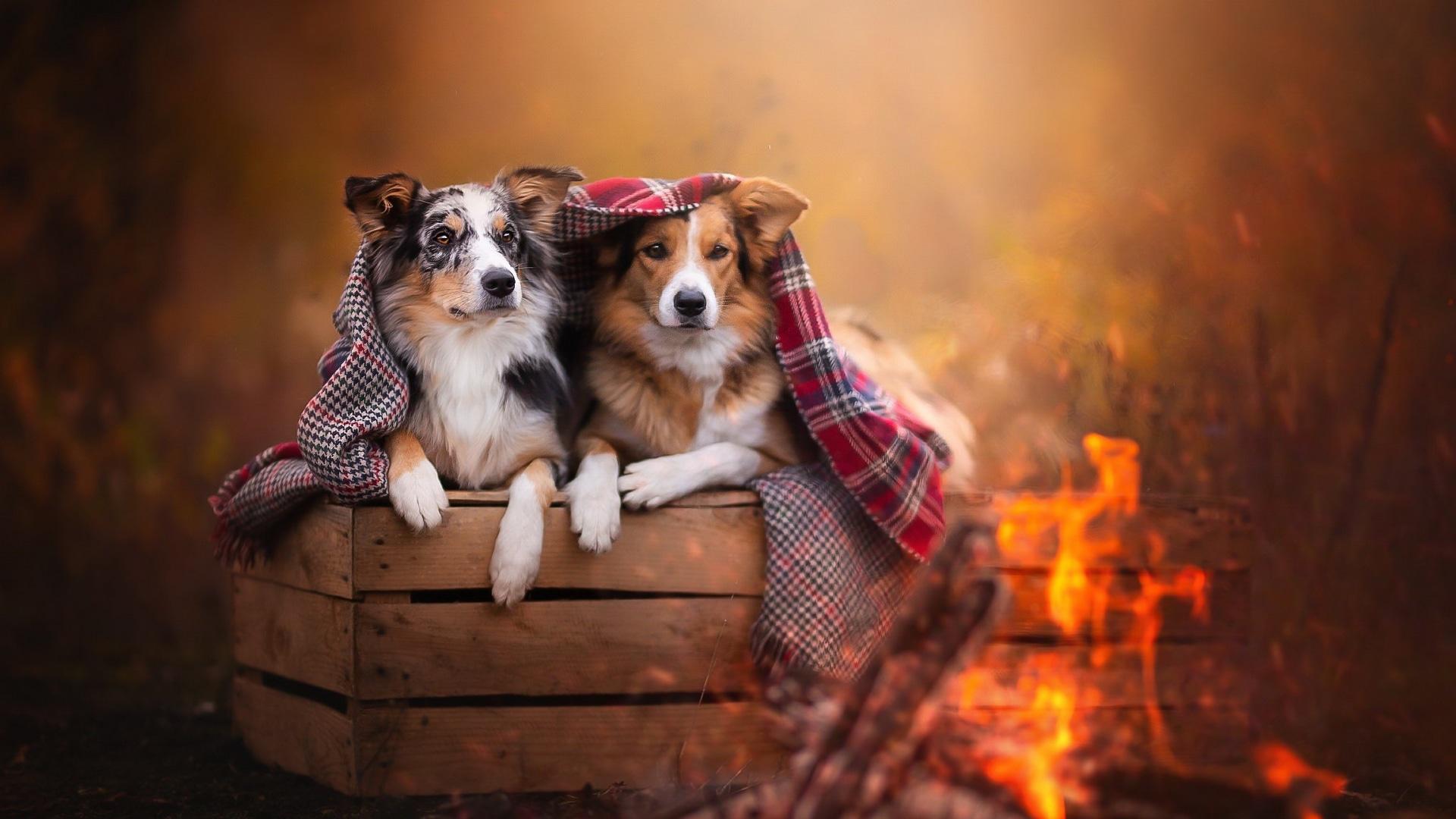 Fireplace Autumn Wallpapers - Top Free Fireplace Autumn Backgrounds ...