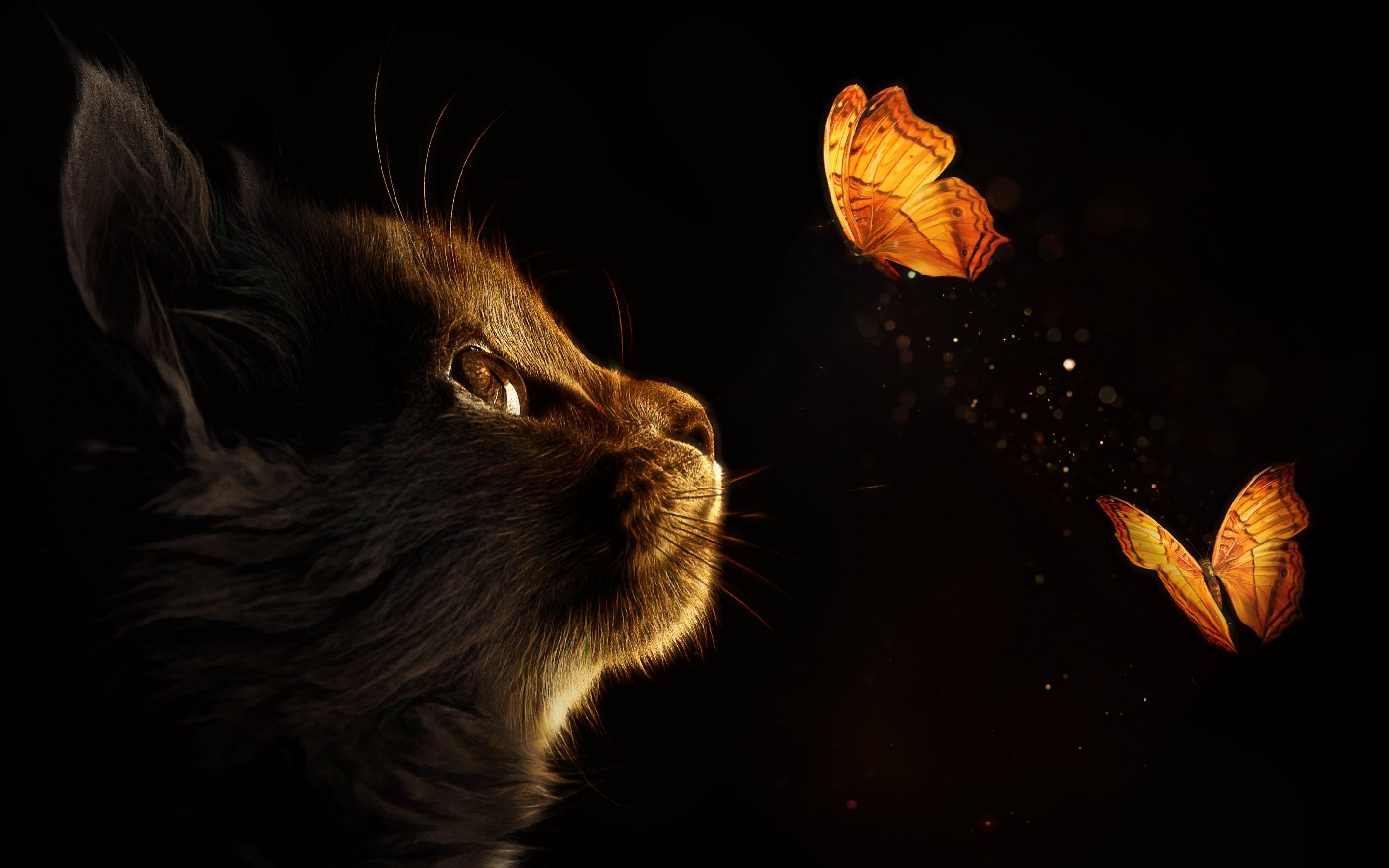 4K Cat Wallpapers - Top Free 4K Cat Backgrounds - WallpaperAccess