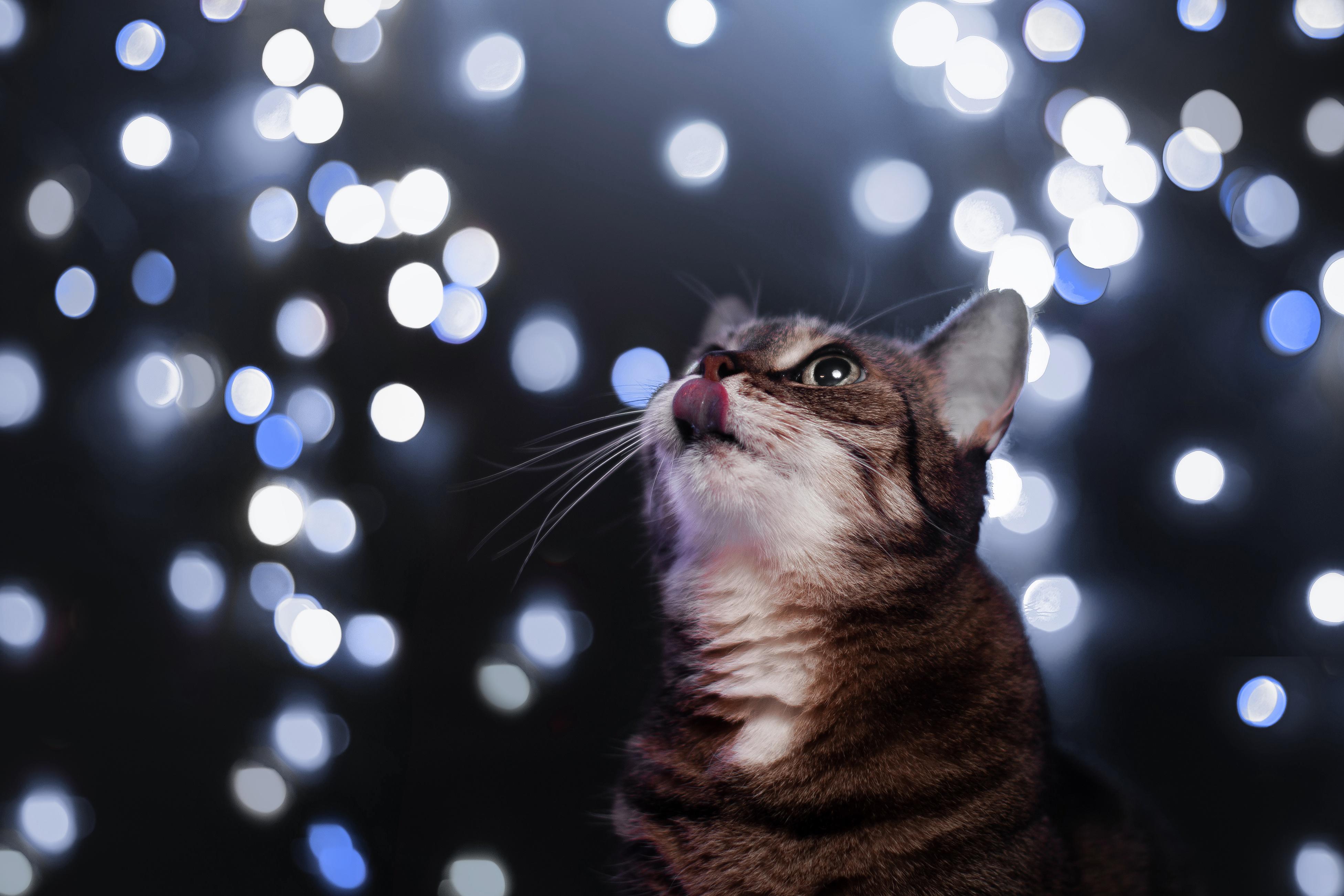 4K Cat Wallpapers - Top Free 4K Cat Backgrounds - WallpaperAccess
