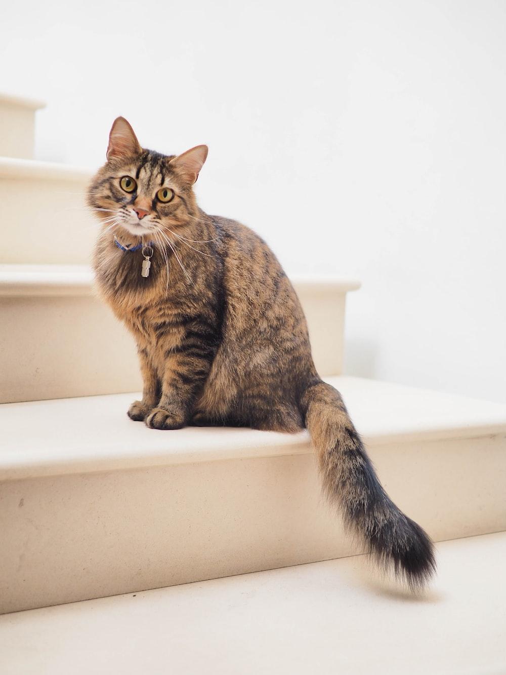 4K Cat Wallpapers - Top Free 4K Cat Backgrounds - WallpaperAccess