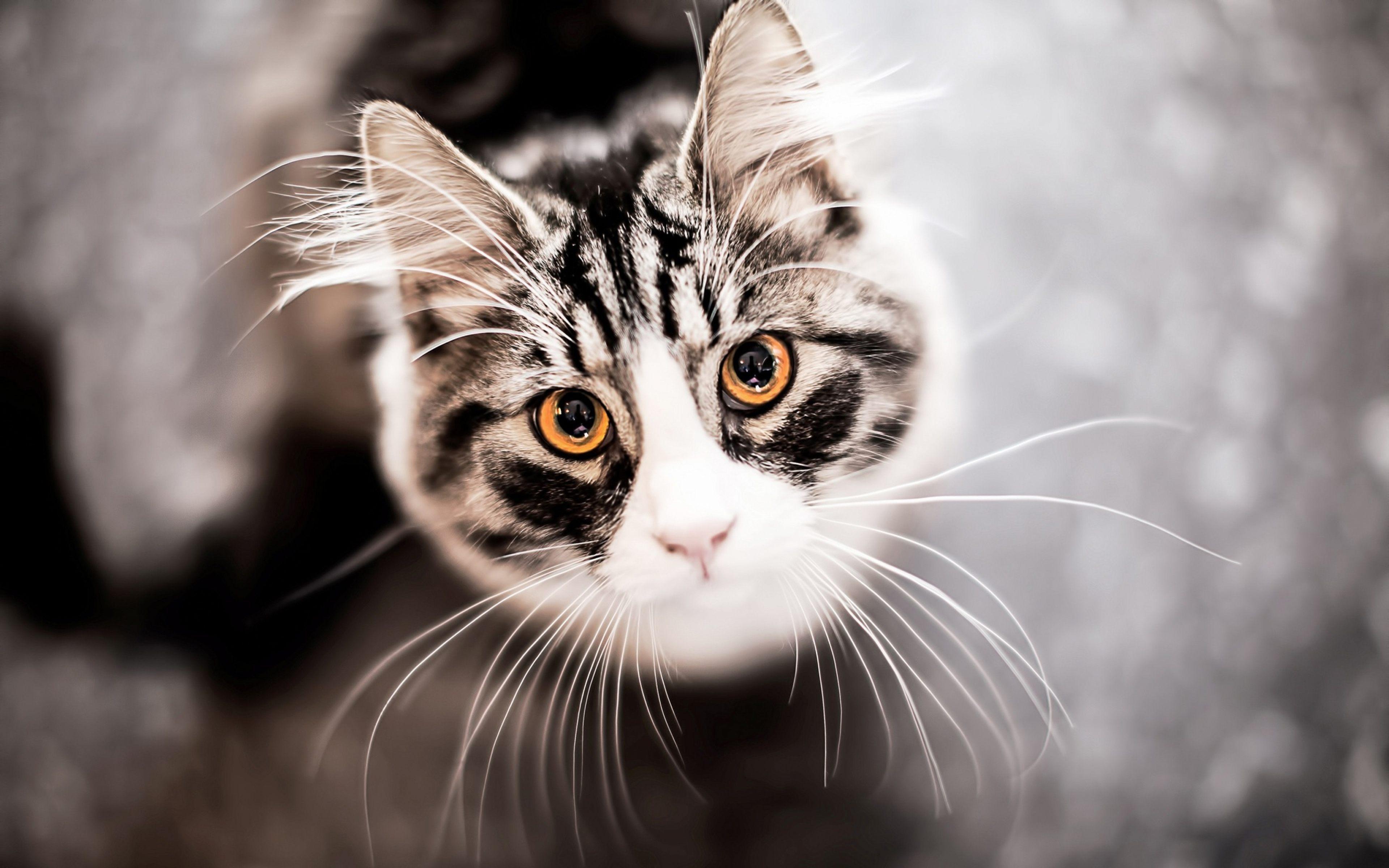 4K Cat Wallpapers - Top Free 4K Cat Backgrounds - WallpaperAccess