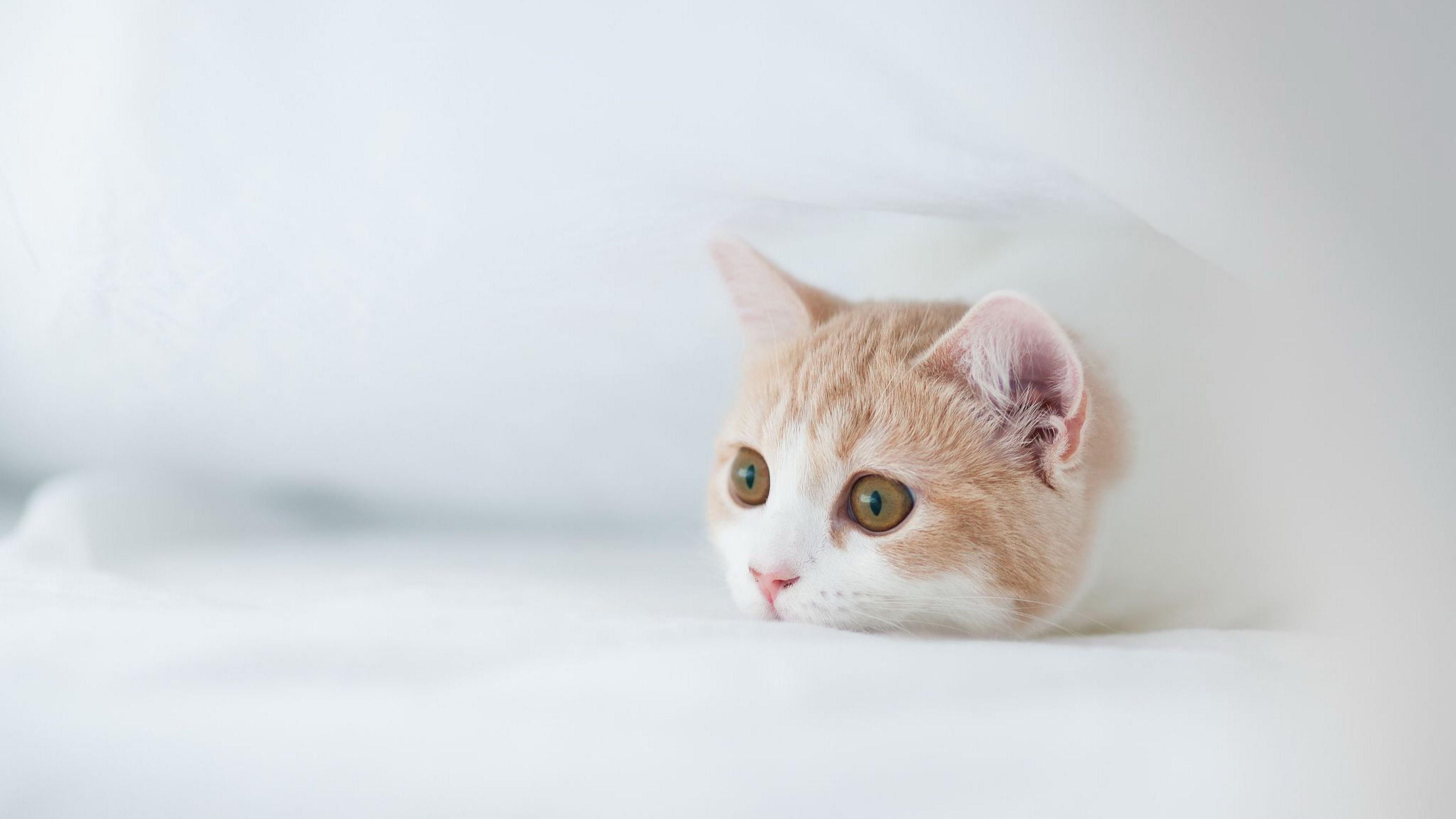 Fluffy Cat Wallpapers - Top Free Fluffy Cat Backgrounds - WallpaperAccess