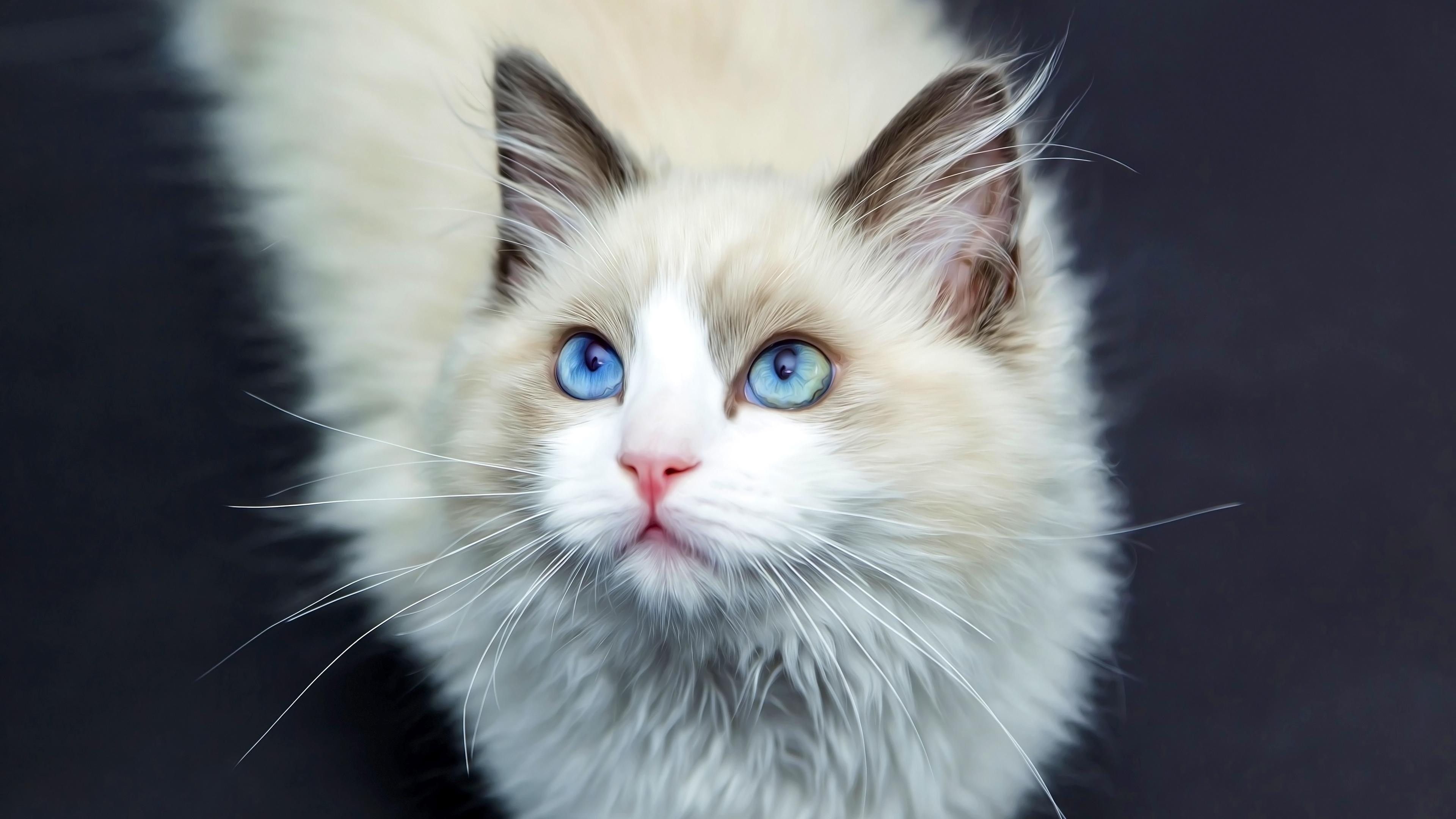 4K Cat Wallpapers - Top Free 4K Cat Backgrounds - WallpaperAccess