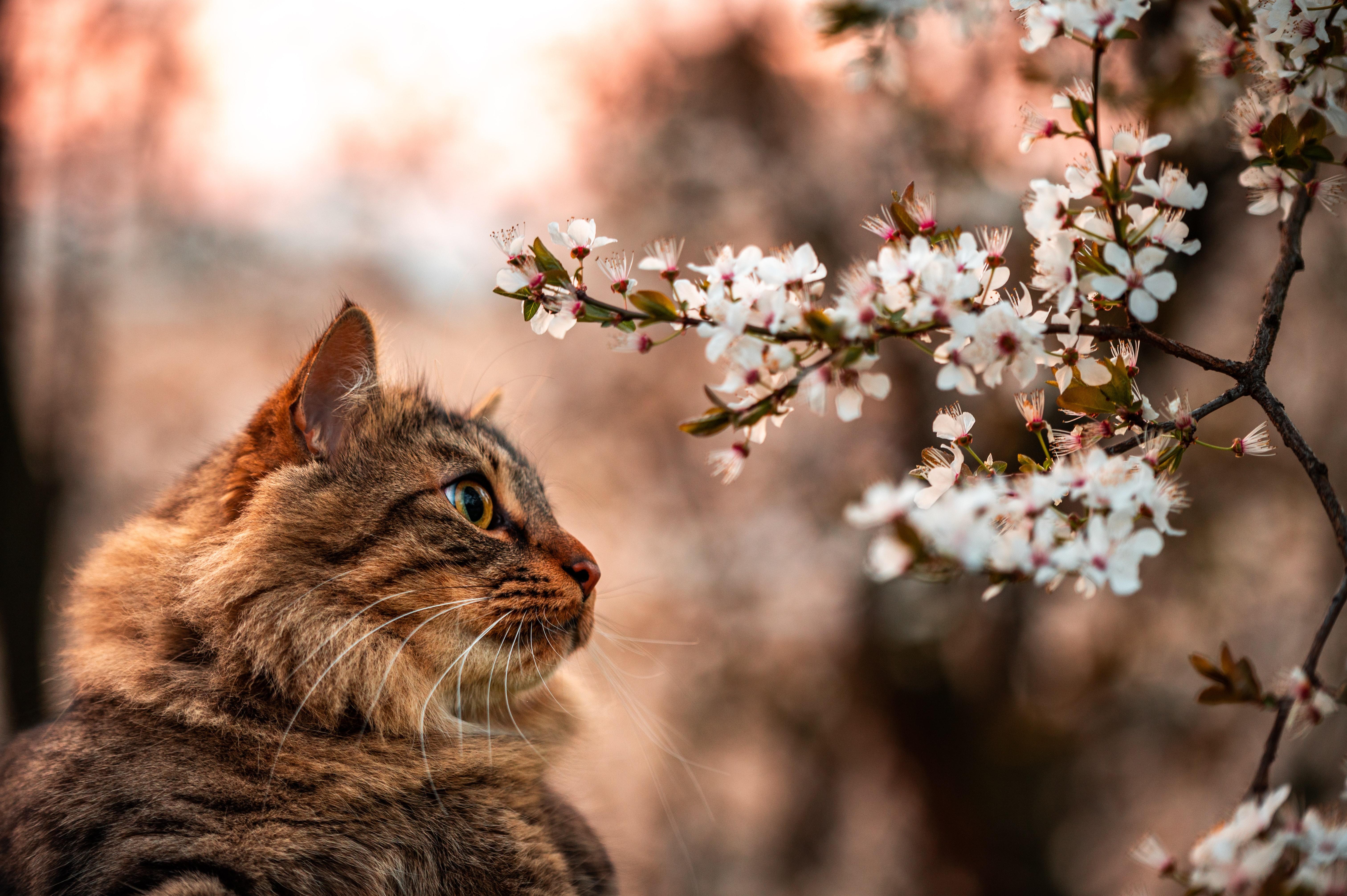 4K Cat Wallpapers - Top Free 4K Cat Backgrounds - WallpaperAccess