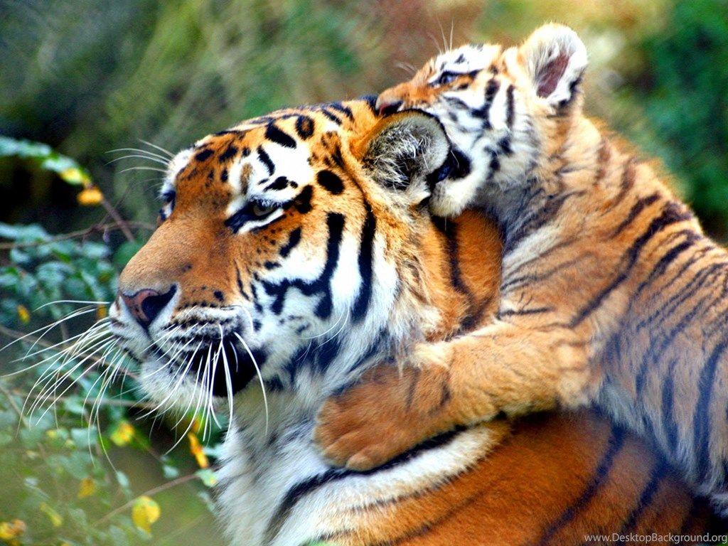 Cute Tiger Desktop Wallpapers - Top Free Cute Tiger Desktop Backgrounds ...