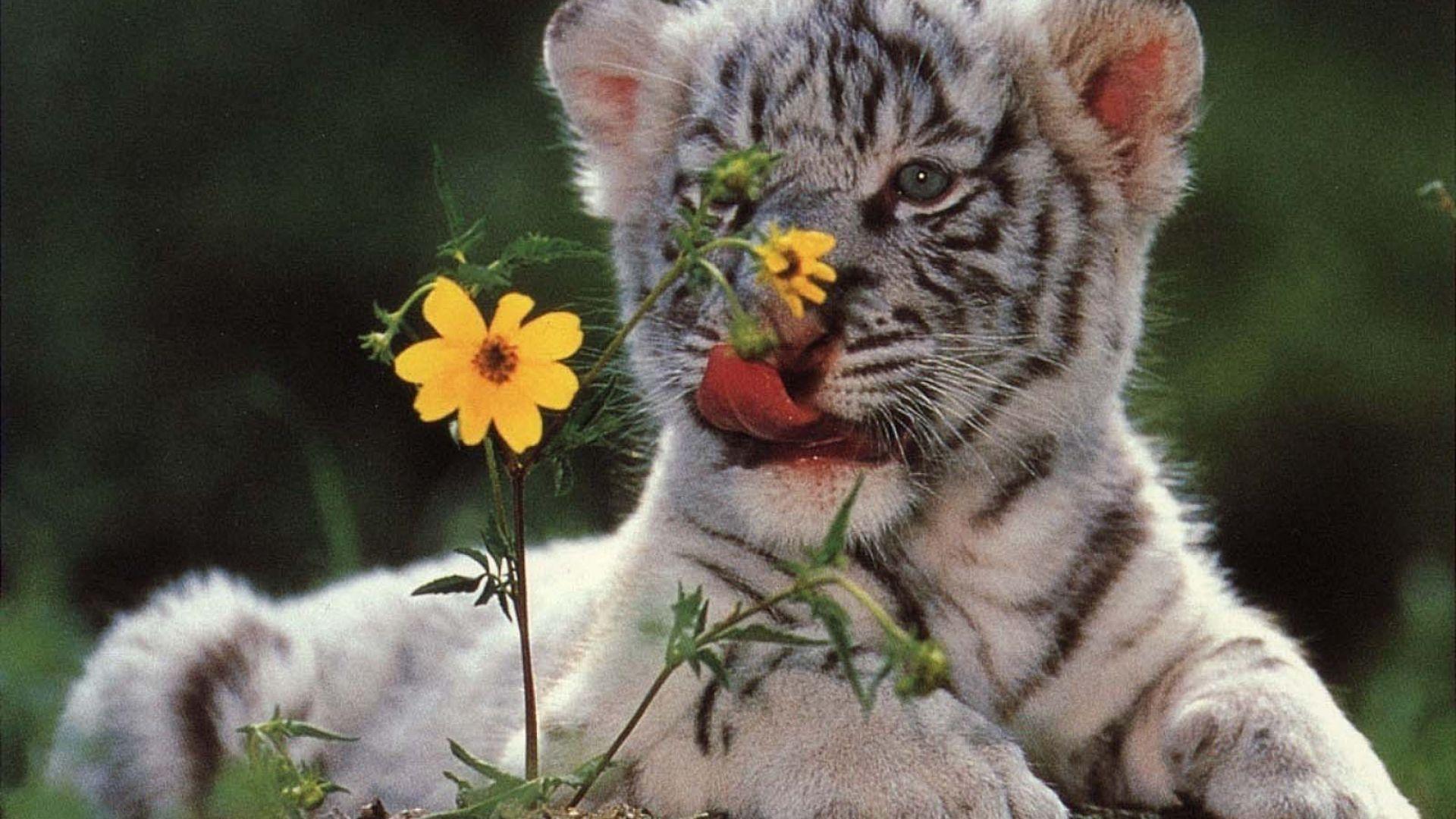 Cute Tiger Desktop Wallpapers - Top Free Cute Tiger Desktop Backgrounds ...