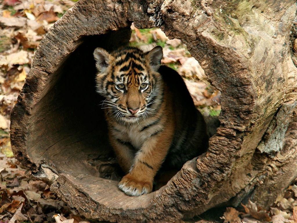 Cute Tiger Desktop Wallpapers - Top Free Cute Tiger Desktop Backgrounds ...