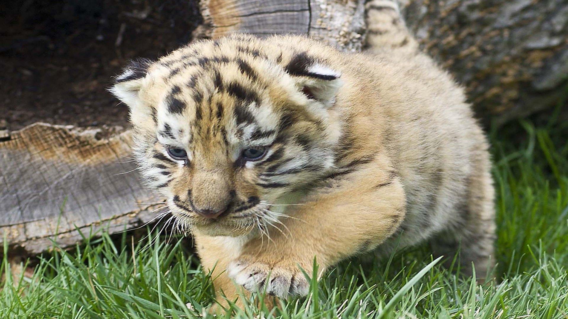 Cute Tiger Desktop Wallpapers - Top Free Cute Tiger Desktop Backgrounds ...
