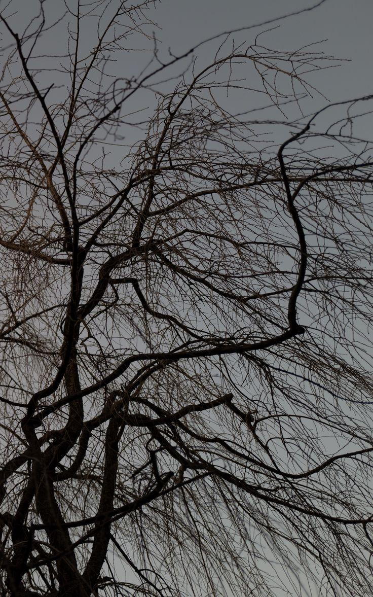 Dark Branches Wallpapers - Top Free Dark Branches Backgrounds ...