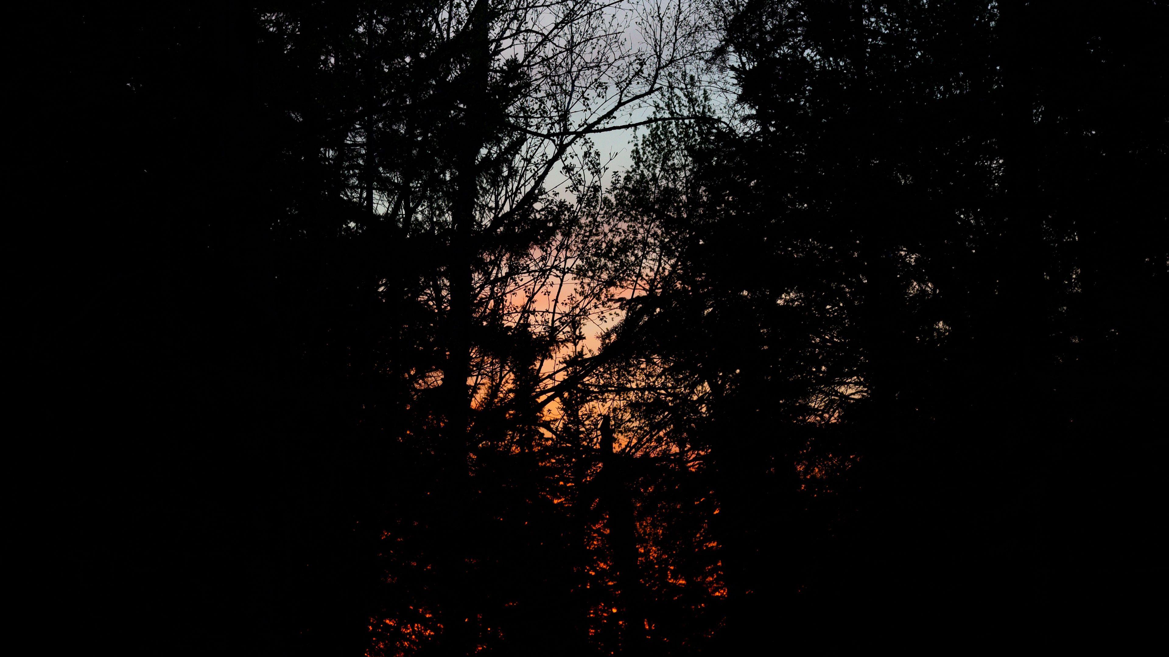 Dark Branches Wallpapers - Top Free Dark Branches Backgrounds ...