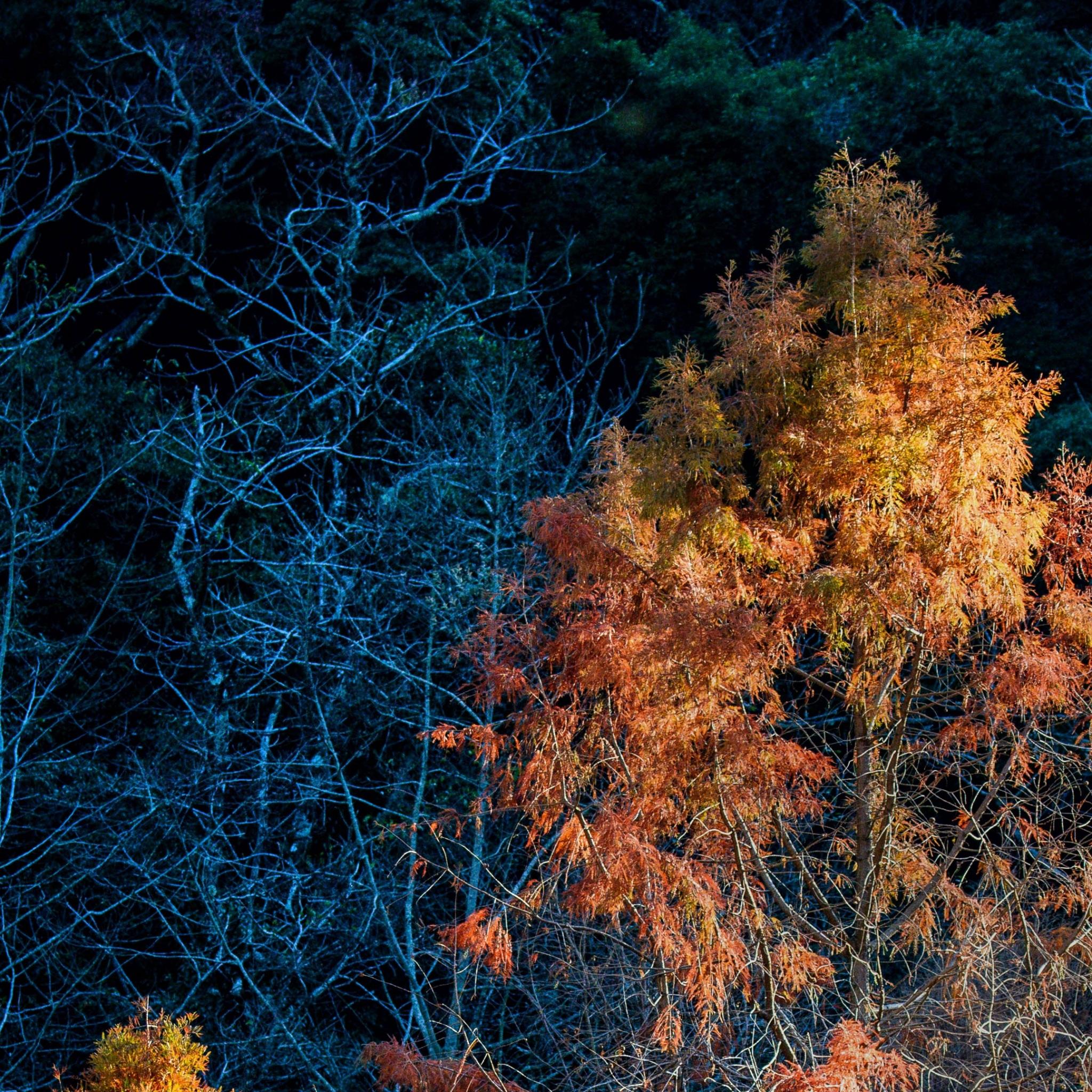 Dark Branches Wallpapers - Top Free Dark Branches Backgrounds ...