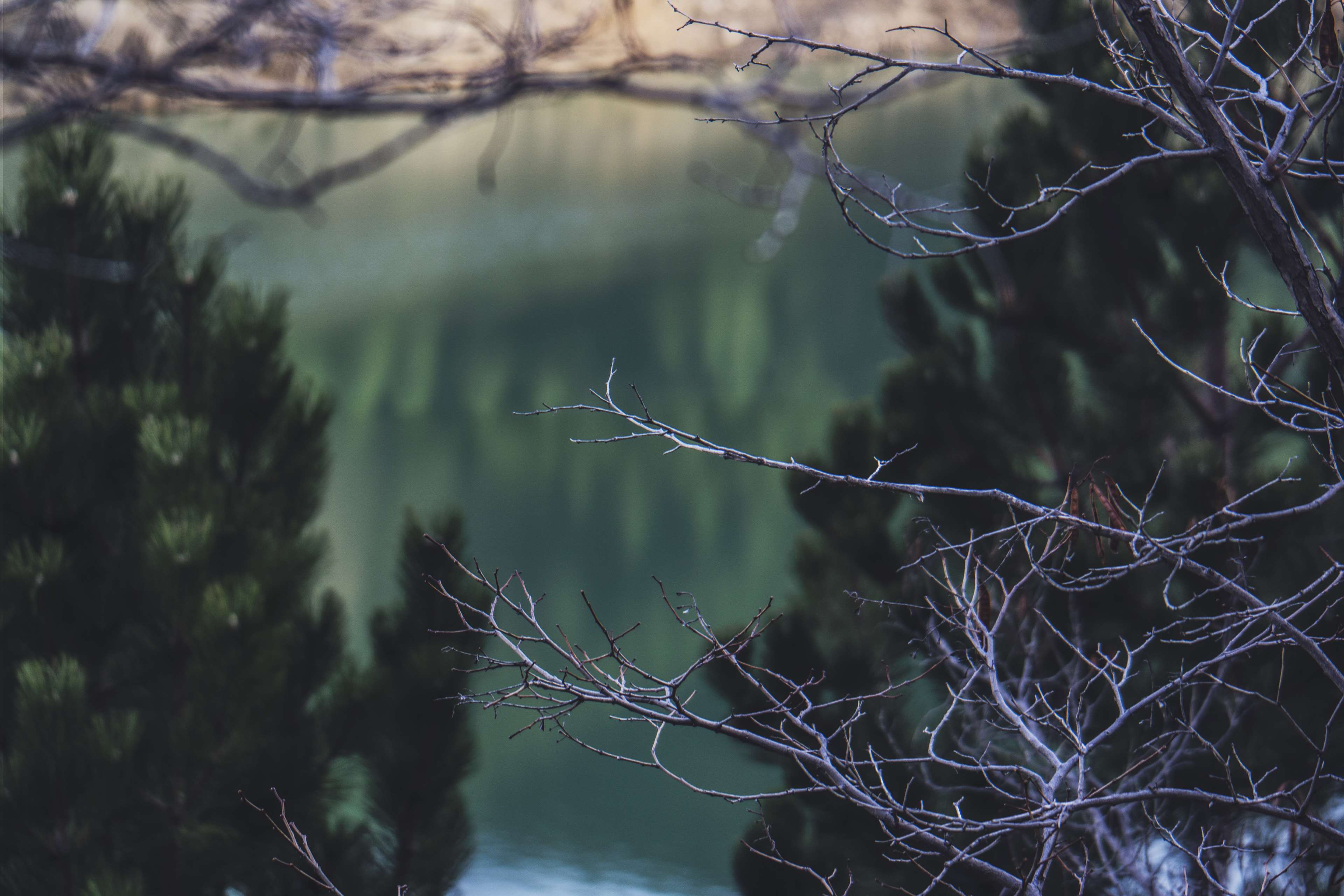 Dark Branches Wallpapers - Top Free Dark Branches Backgrounds ...