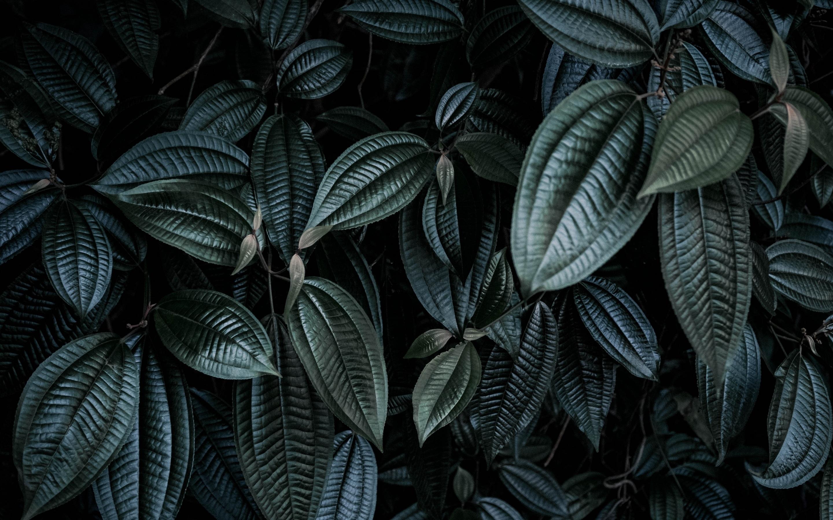Dark Branches Wallpapers - Top Free Dark Branches Backgrounds ...