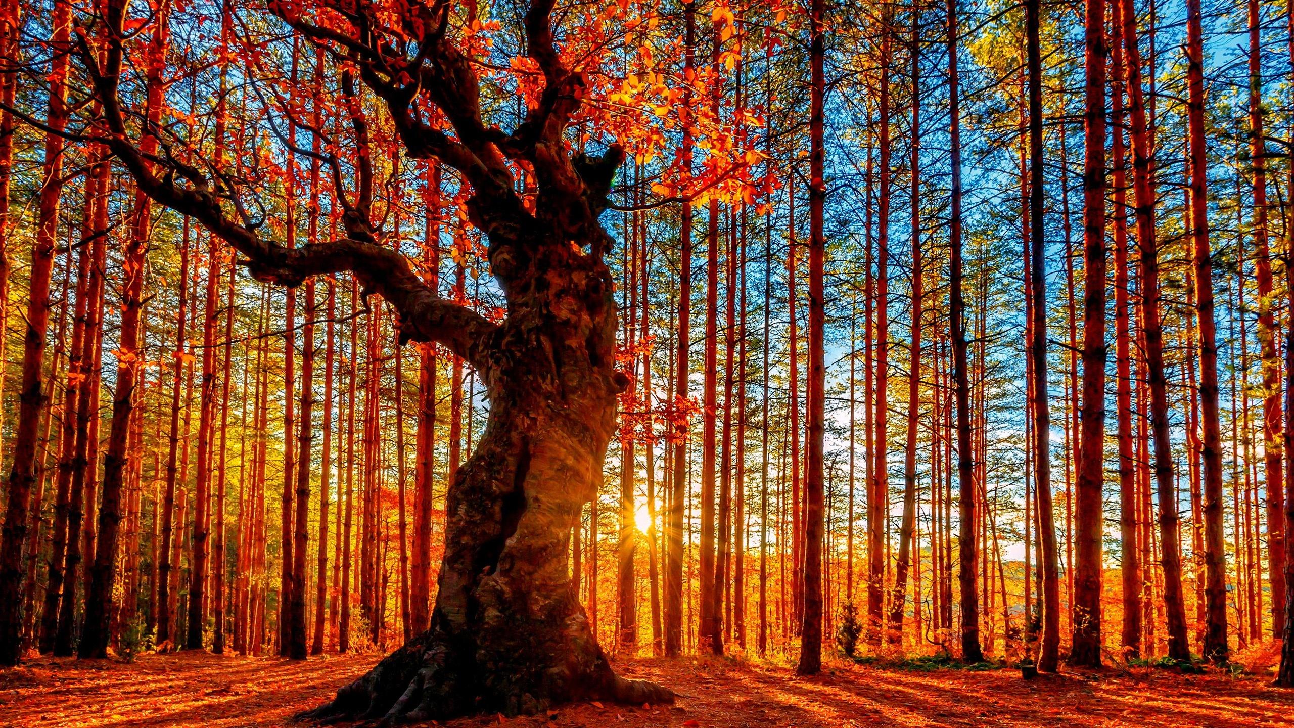 Autumn Sunset HD Wallpapers - Top Free Autumn Sunset HD Backgrounds ...