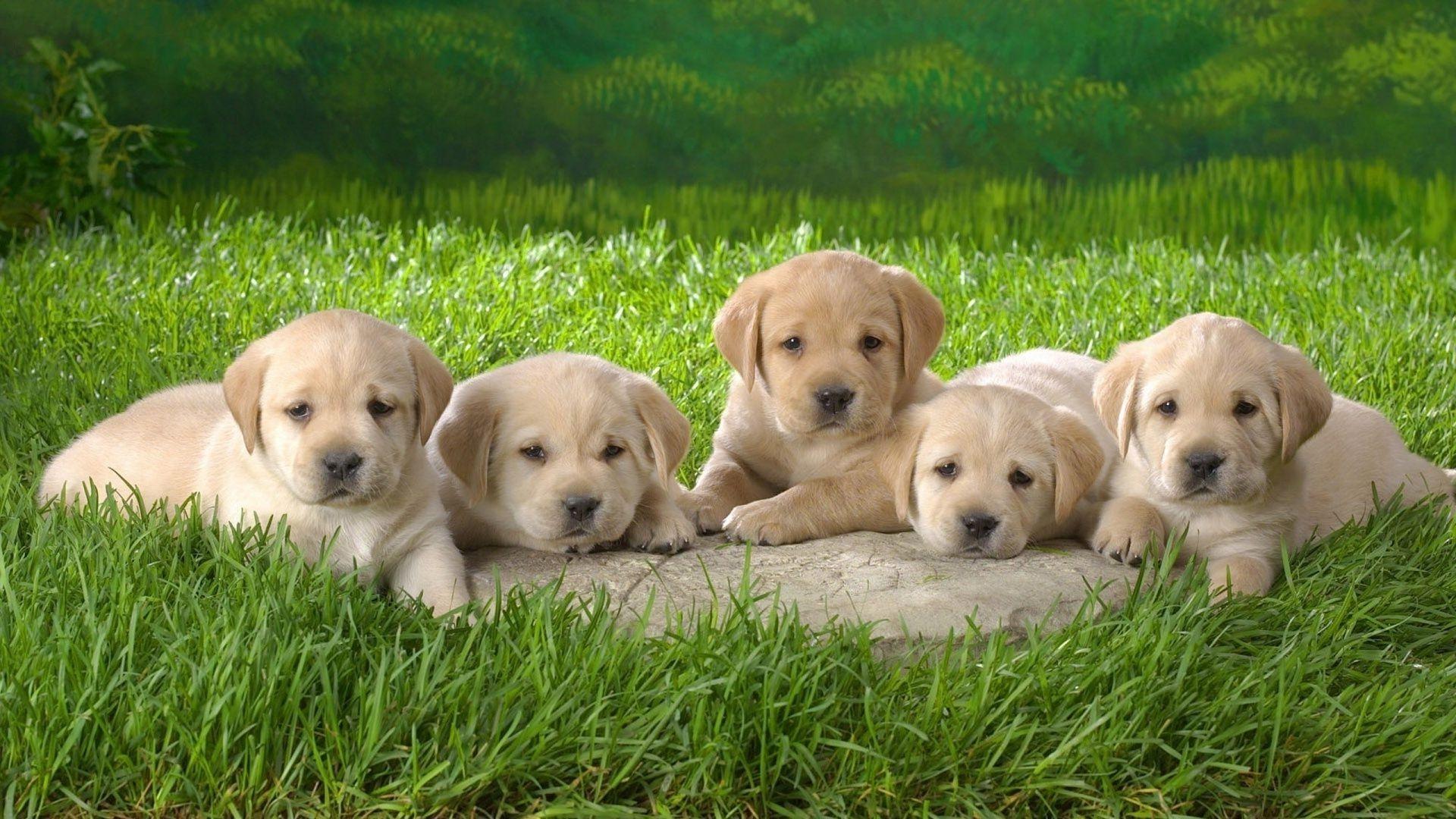 Dog 1920X1080 Wallpapers - Top Free Dog 1920X1080 Backgrounds ...