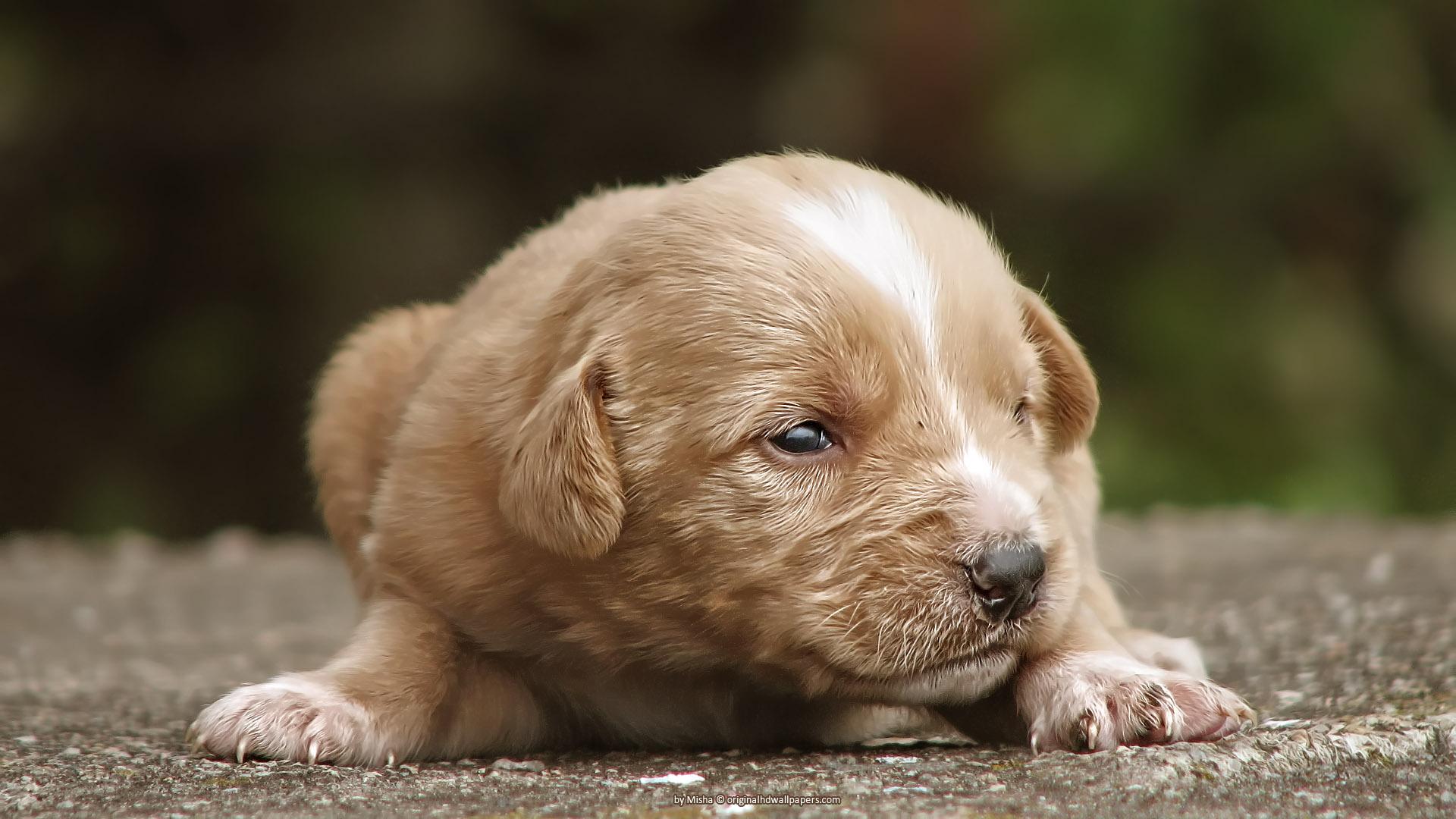 Dog 1920X1080 Wallpapers - Top Free Dog 1920X1080 Backgrounds ...