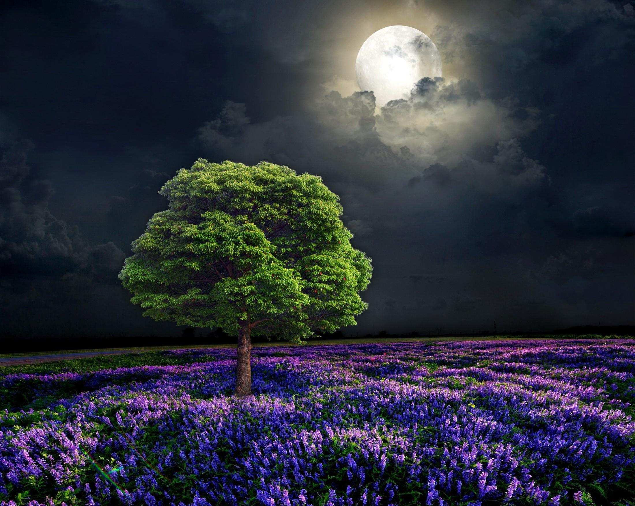 Moonlight Flower Wallpapers - Top Free Moonlight Flower Backgrounds ...