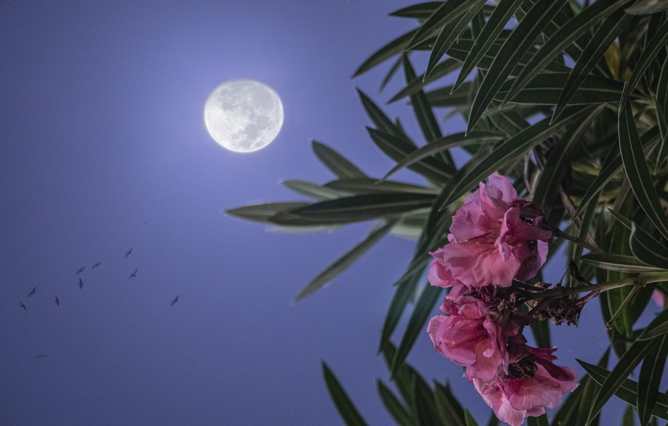 Moonlight Flower Wallpapers - Top Free Moonlight Flower Backgrounds ...