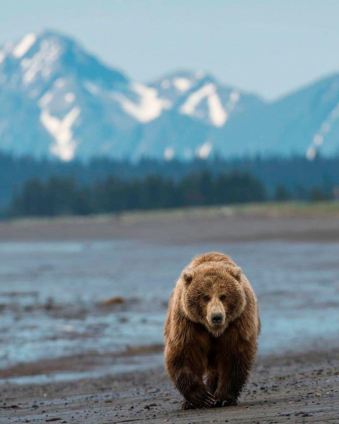 Alaska Bear Wallpapers - Top Free Alaska Bear Backgrounds - WallpaperAccess