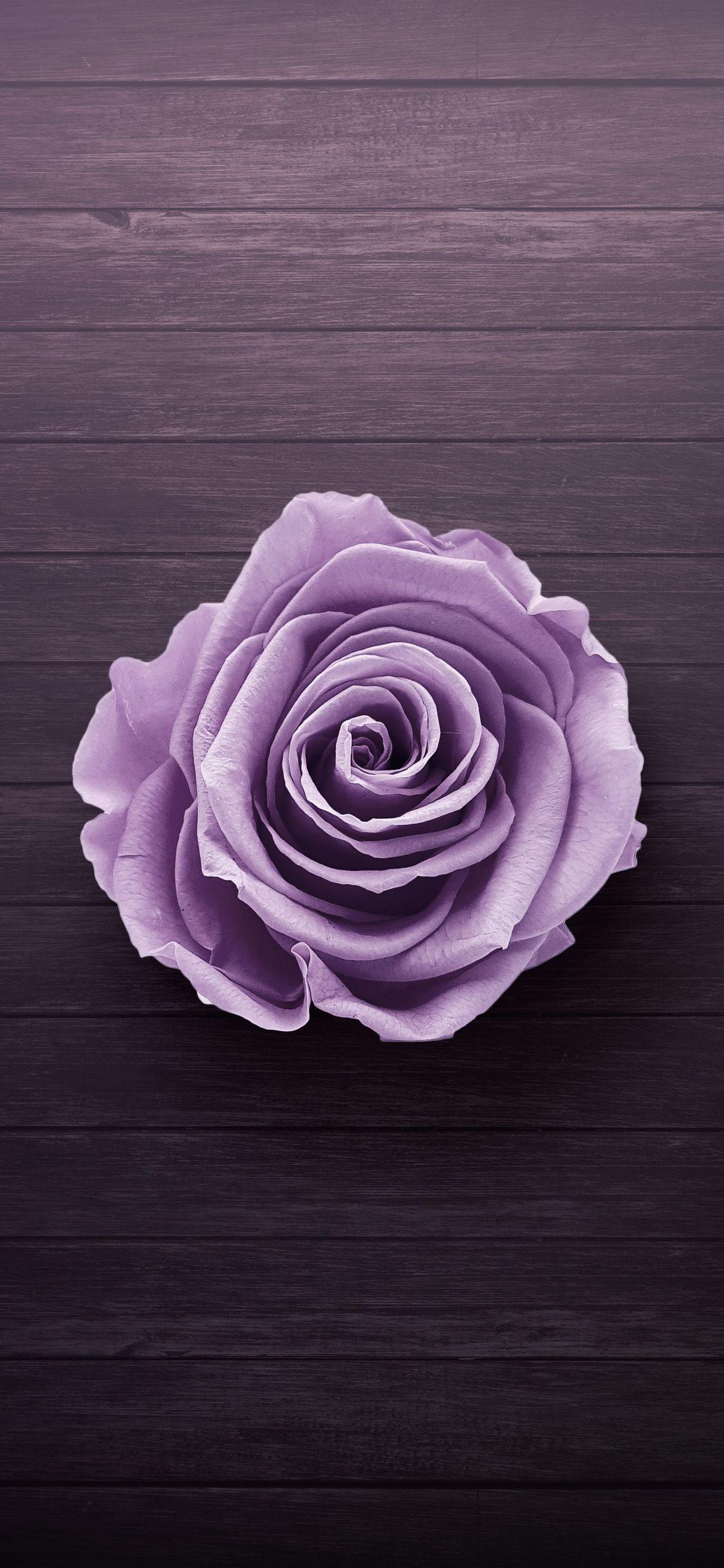 Purple Rose Wallpapers - Top Free Purple Rose Backgrounds - WallpaperAccess