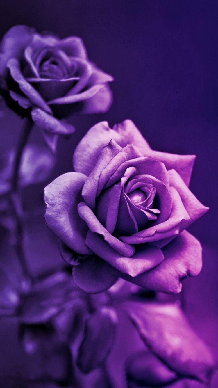 Purple Rose iPhone Wallpapers - Top Free Purple Rose iPhone Backgrounds ...