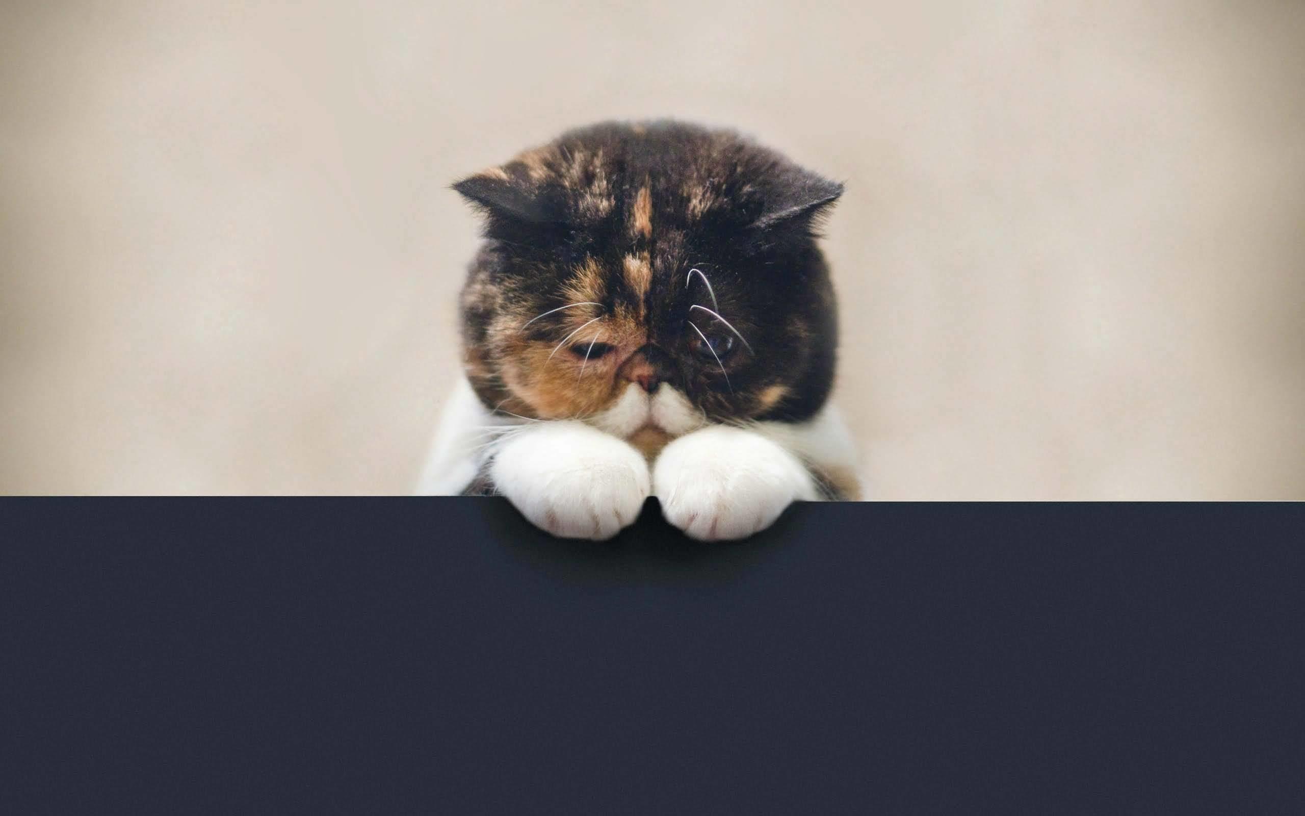 Cute and Sad Wallpapers - Top Free Cute and Sad Backgrounds ...