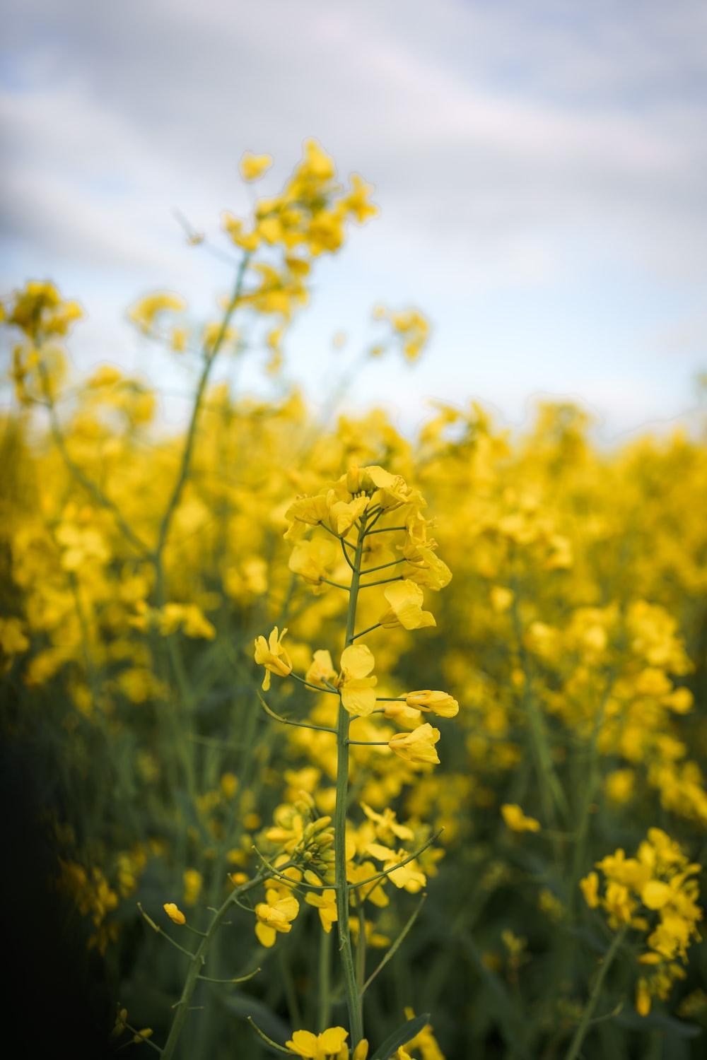 Mustard Field Wallpapers - Top Free Mustard Field Backgrounds ...