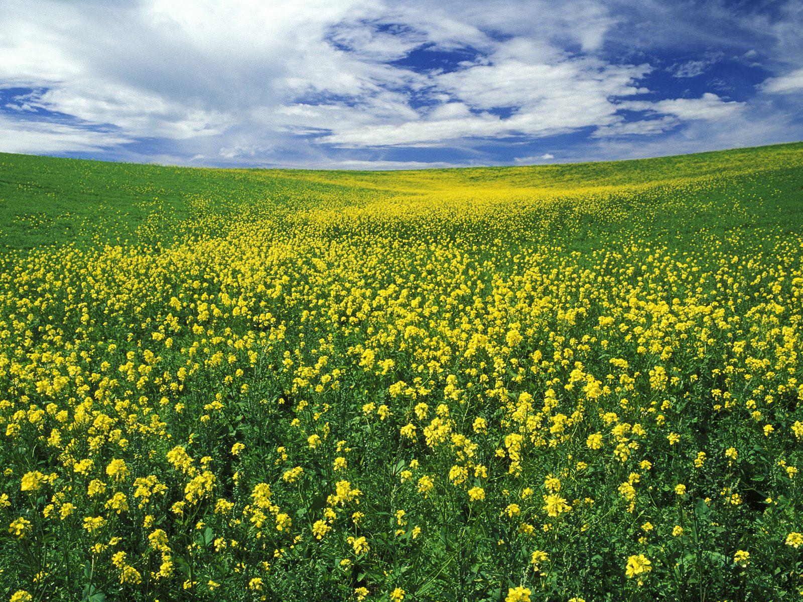 Mustard Field Wallpapers - Top Free Mustard Field Backgrounds ...