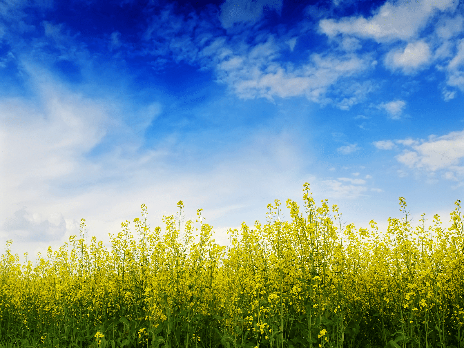 Mustard Field Wallpapers - Top Free Mustard Field Backgrounds ...