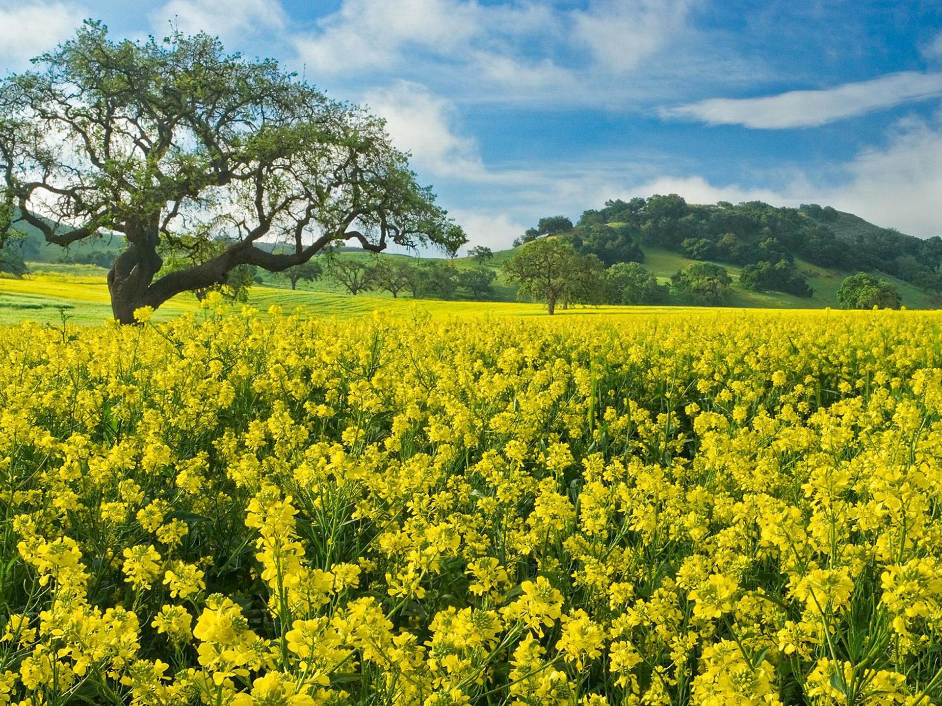 Mustard Field Wallpapers - Top Free Mustard Field Backgrounds ...