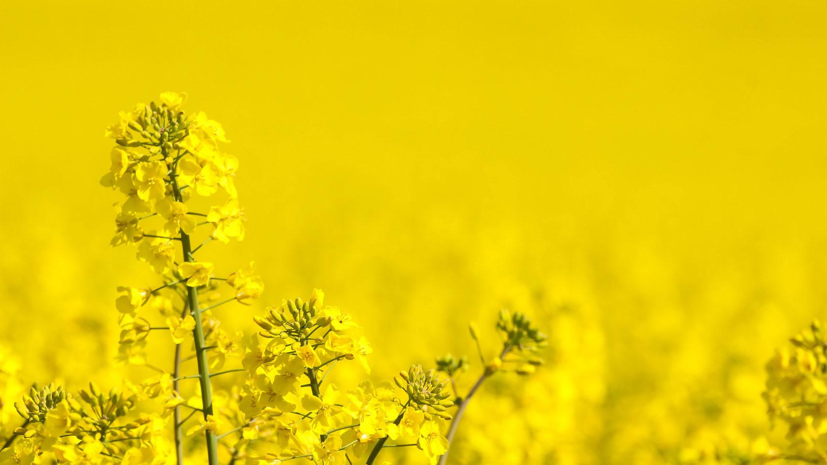 Mustard Field Wallpapers - Top Free Mustard Field Backgrounds ...
