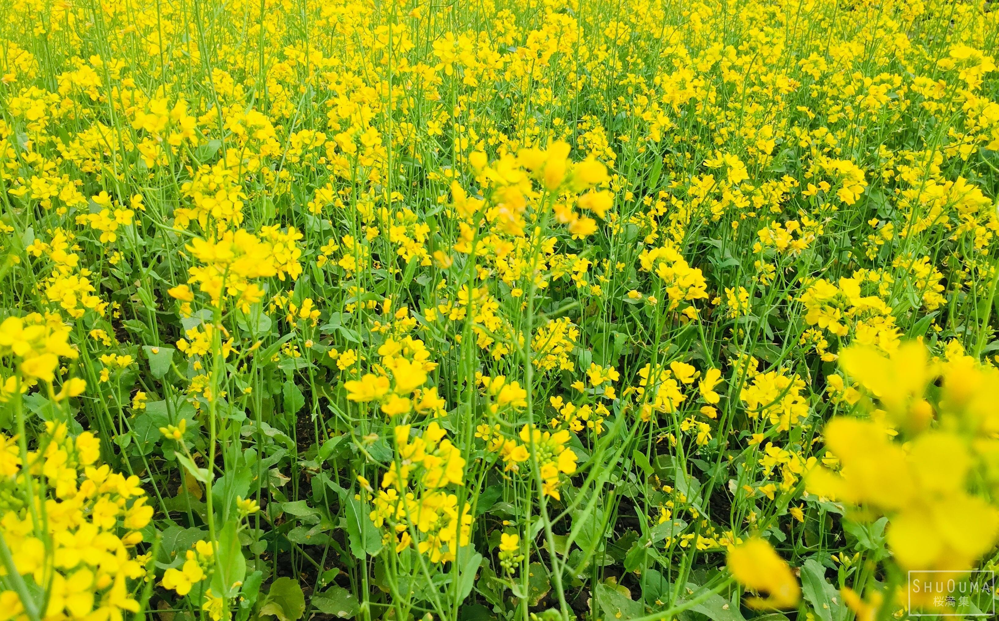 Mustard Field Wallpapers - Top Free Mustard Field Backgrounds ...