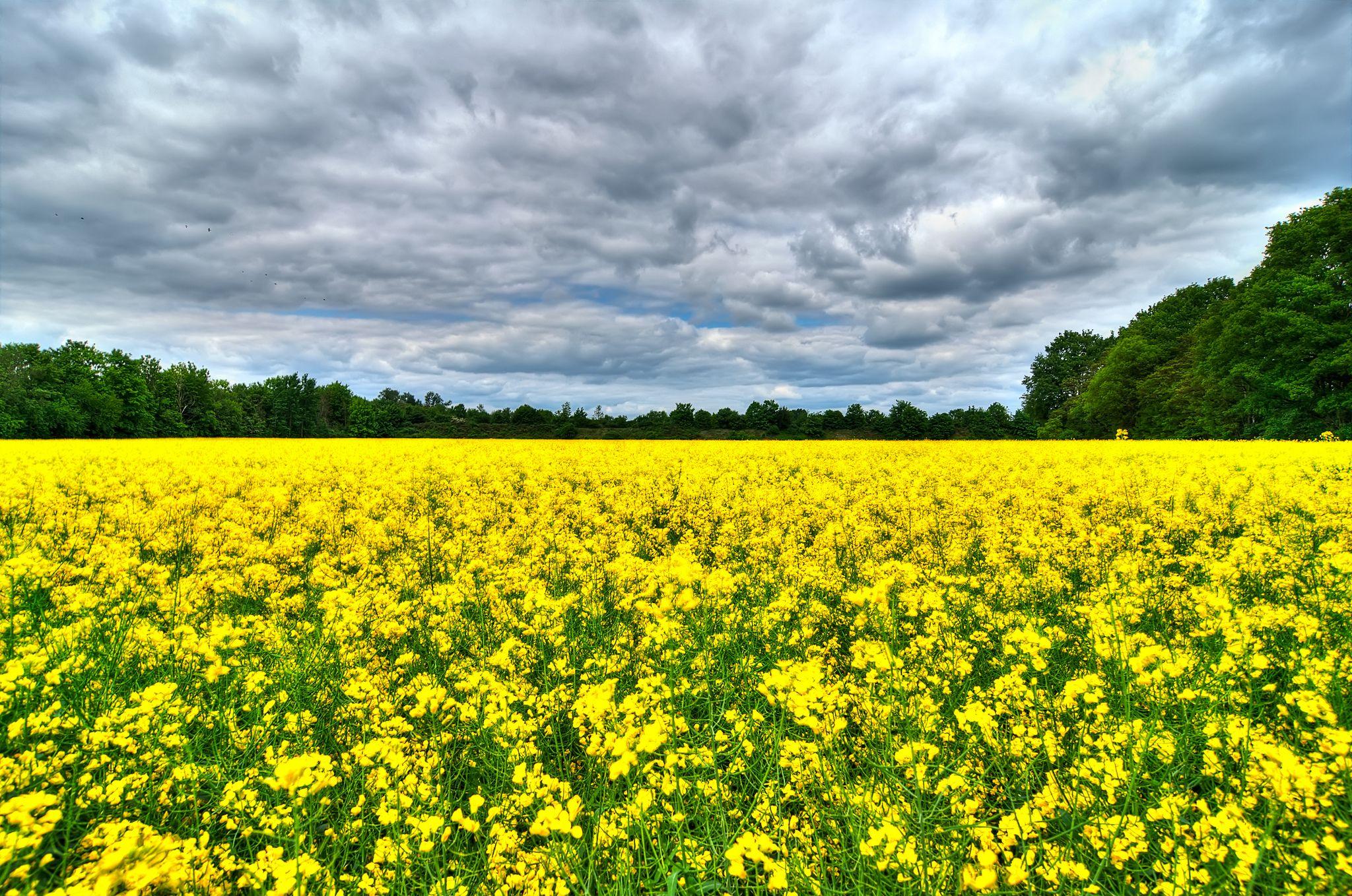 Mustard Field Wallpapers - Top Free Mustard Field Backgrounds ...