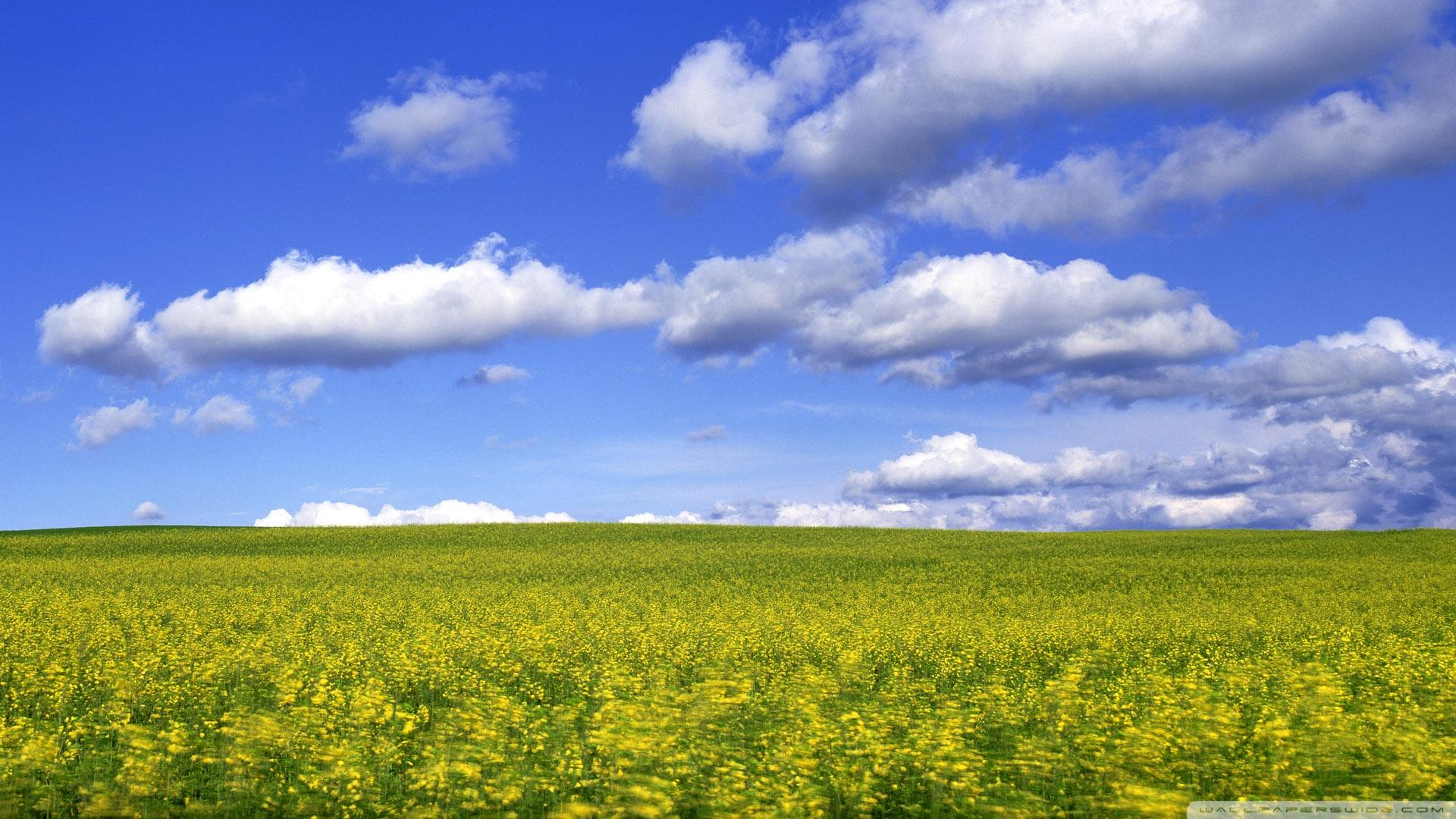 Mustard Field Wallpapers - Top Free Mustard Field Backgrounds ...