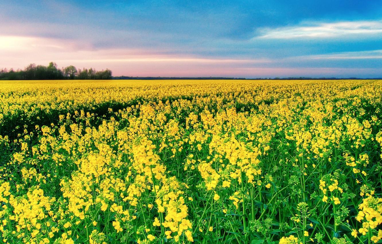 Mustard Field Wallpapers - Top Free Mustard Field Backgrounds ...