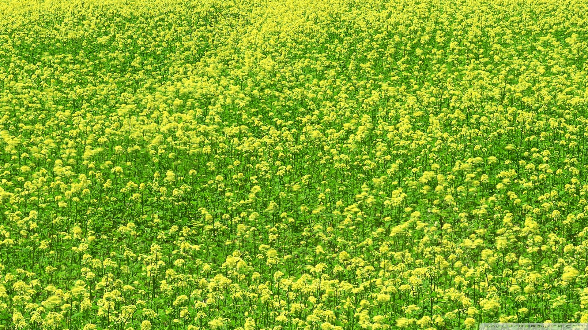 Mustard Field Wallpapers - Top Free Mustard Field Backgrounds ...