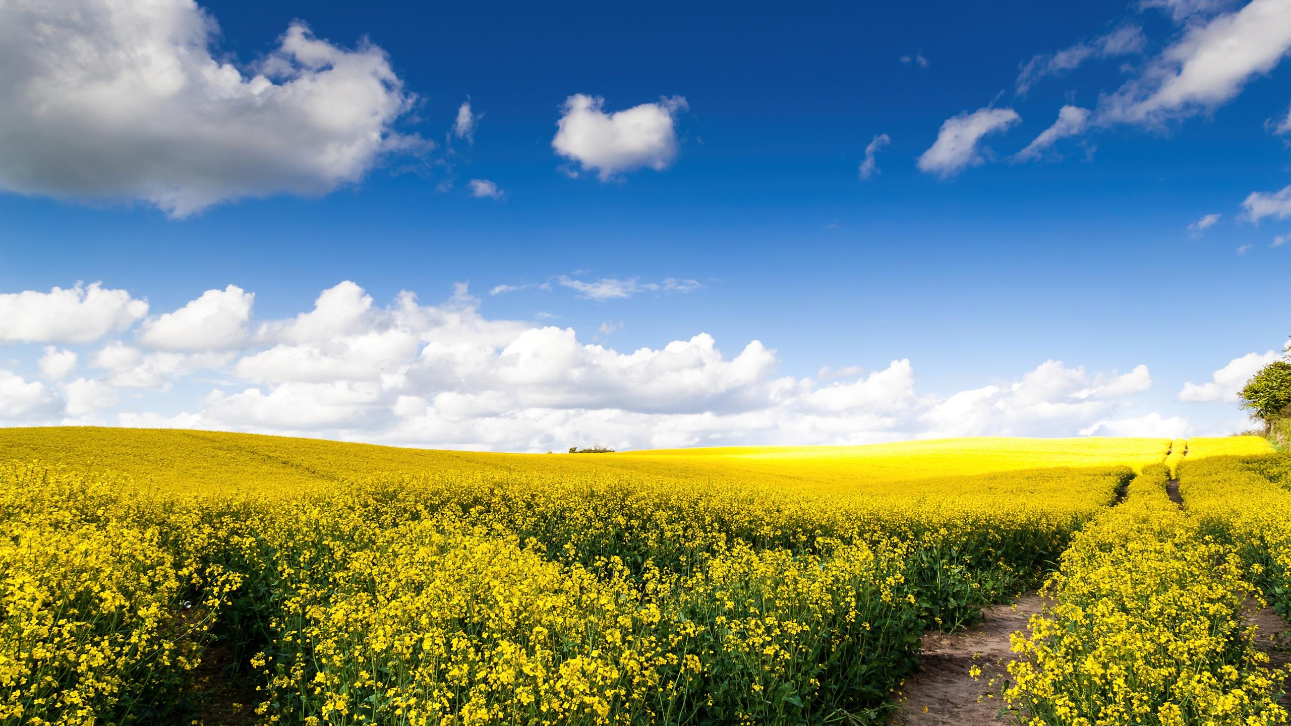 Mustard Field Wallpapers - Top Free Mustard Field Backgrounds ...