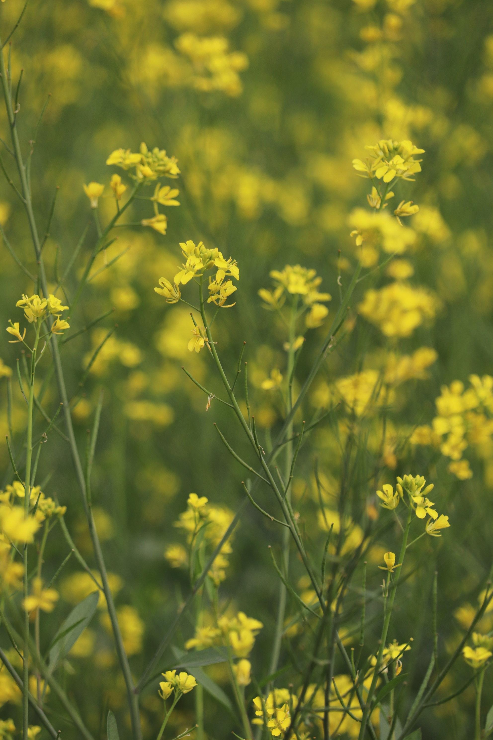 Mustard Field Wallpapers - Top Free Mustard Field Backgrounds ...