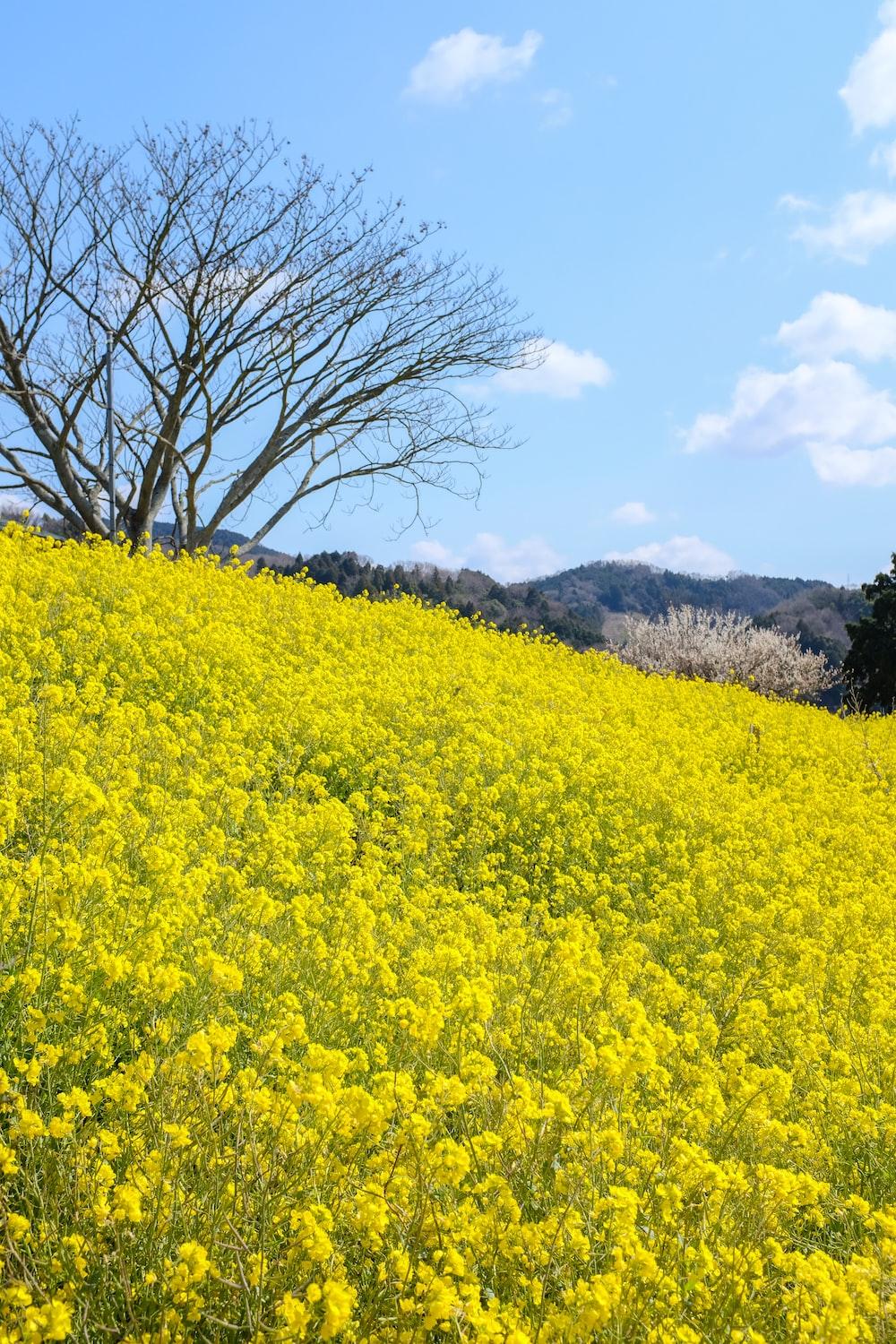 Mustard Field Wallpapers - Top Free Mustard Field Backgrounds ...