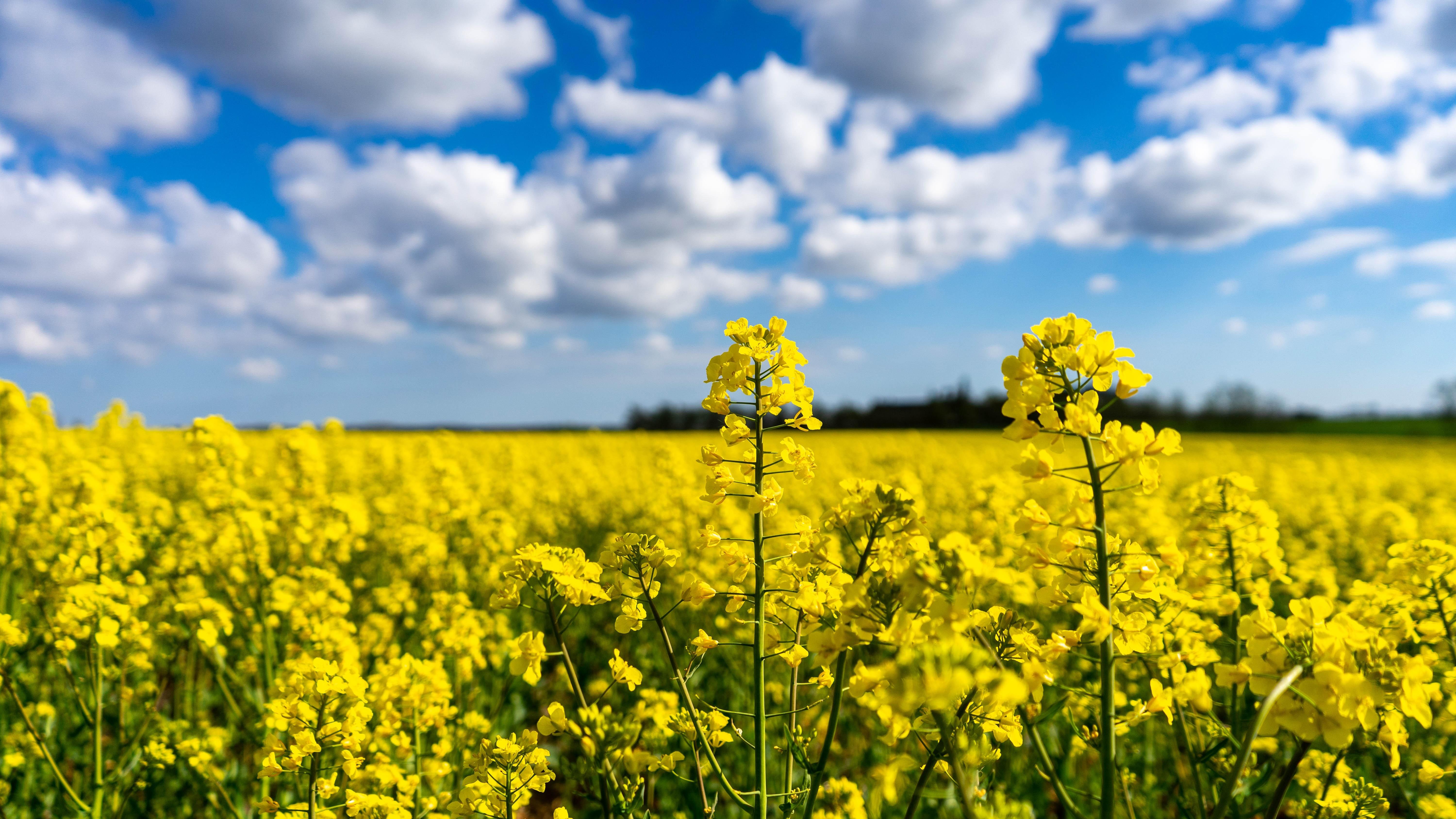 Mustard Field Wallpapers - Top Free Mustard Field Backgrounds ...