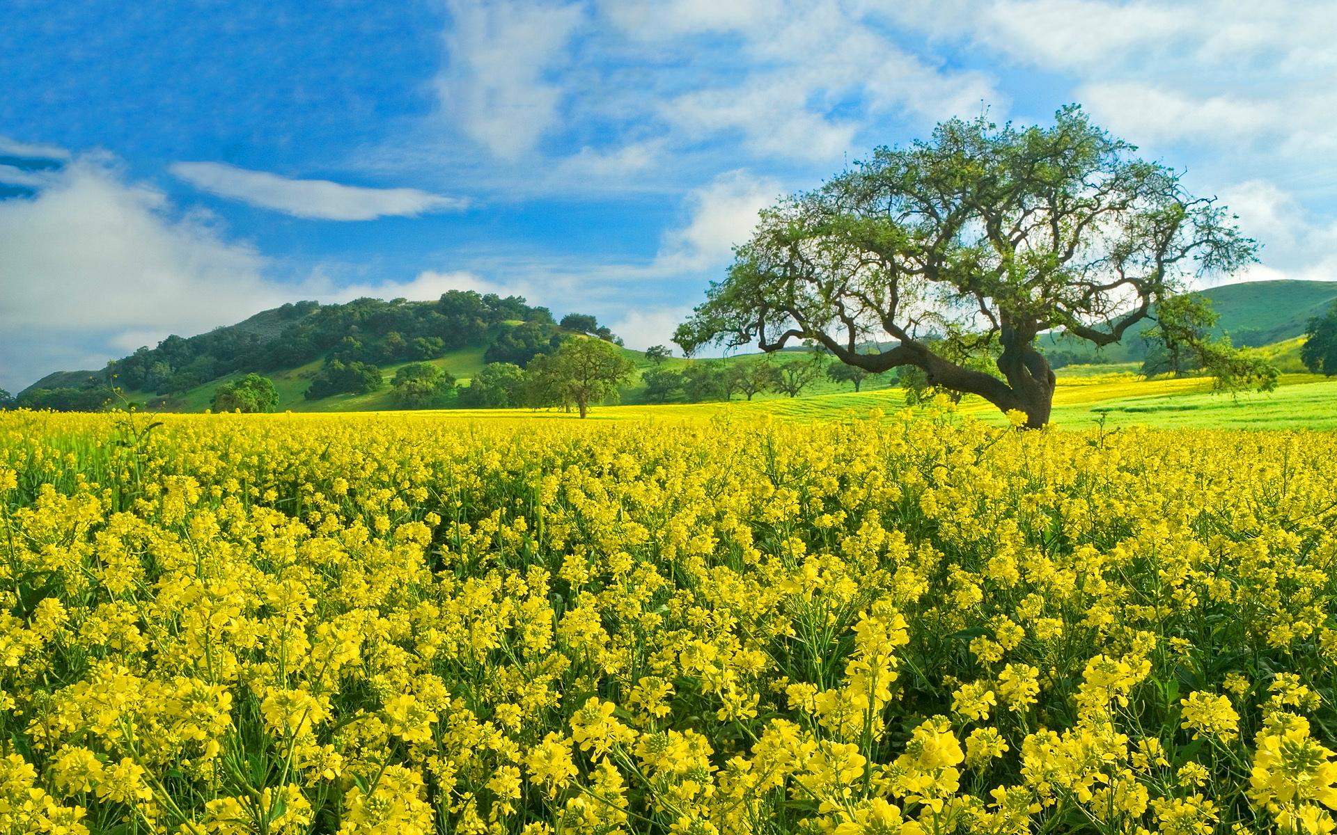 Mustard Field Wallpapers - Top Free Mustard Field Backgrounds ...