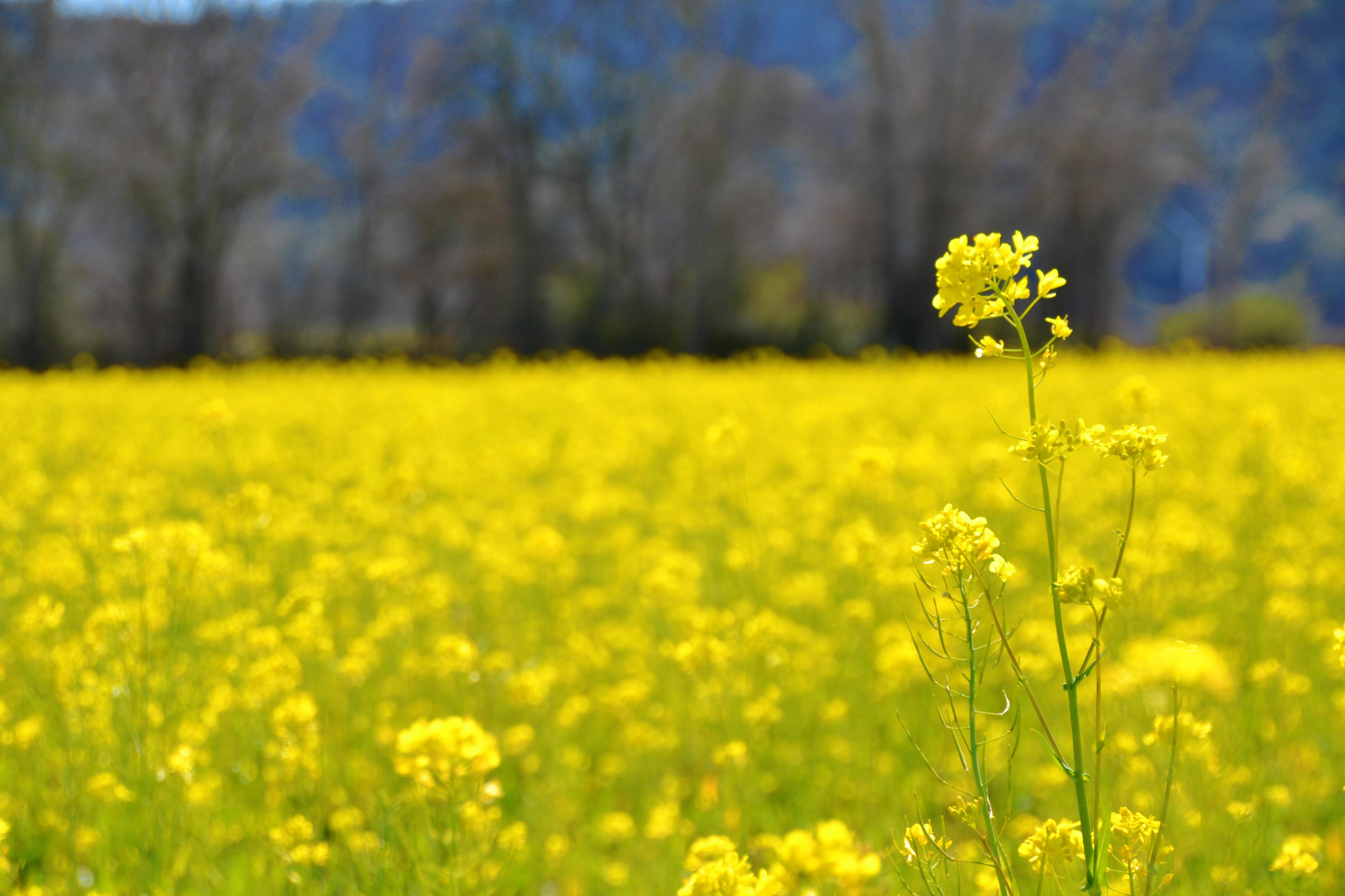 Mustard Field Wallpapers - Top Free Mustard Field Backgrounds ...