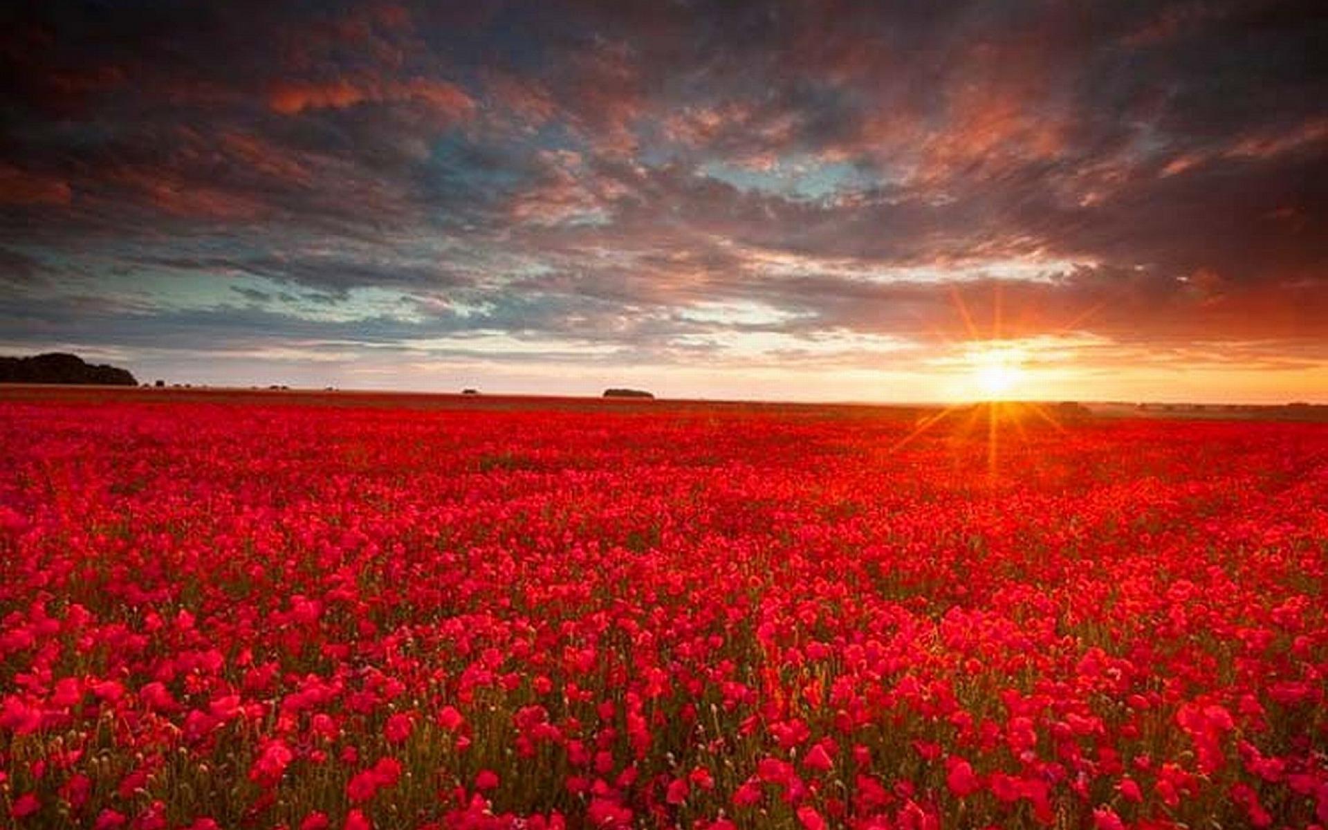Anime Flower Field Wallpapers - Top Free Anime Flower Field Backgrounds ...