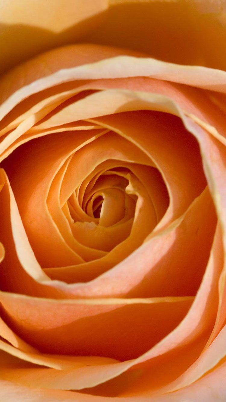 Cute Orange iPhone Wallpapers - Top Free Cute Orange iPhone Backgrounds ...